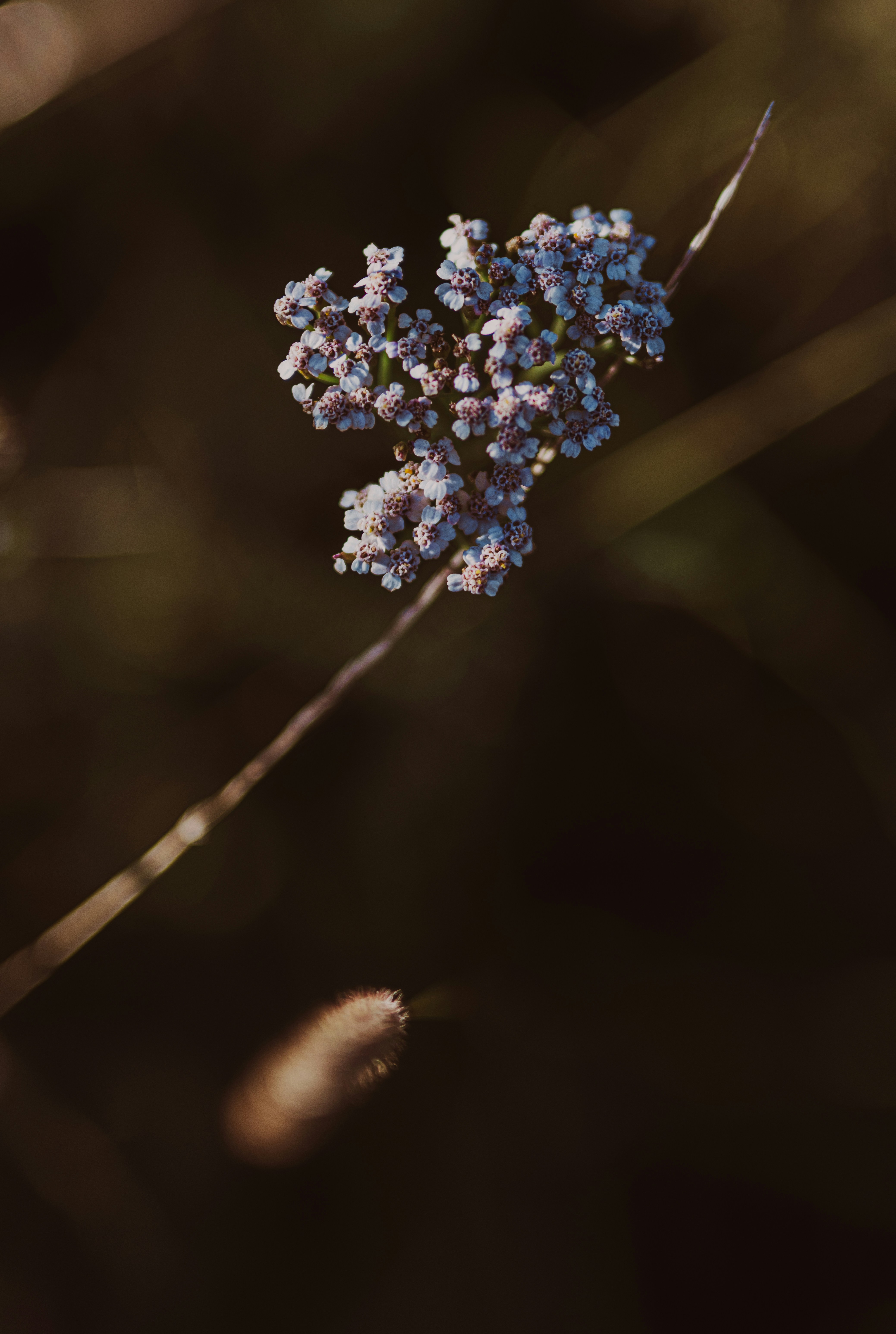 Delicate Blue Bloom on a Thin Reed