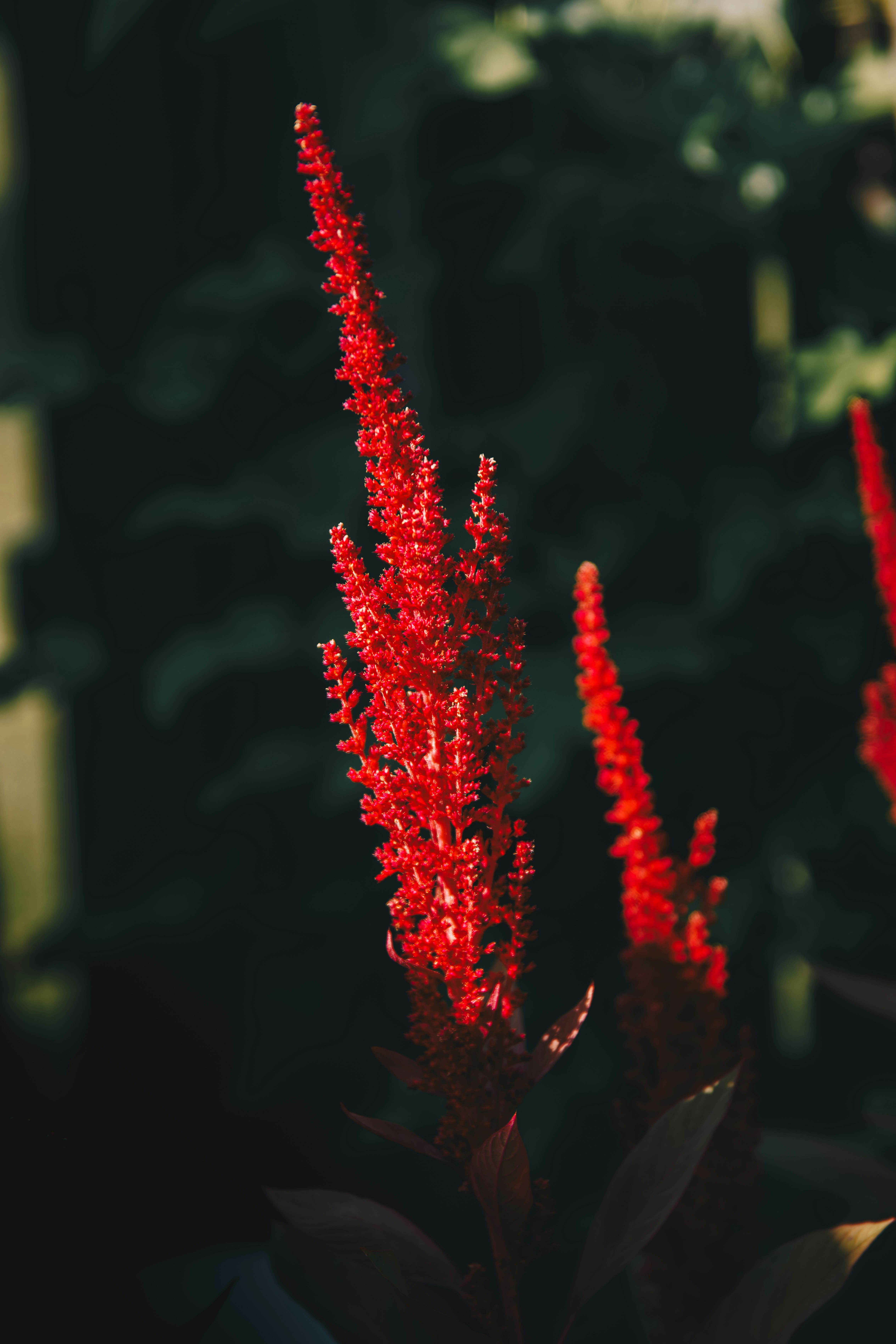 Crimson Ember: A Celosia Spike in a Shadowed Garden