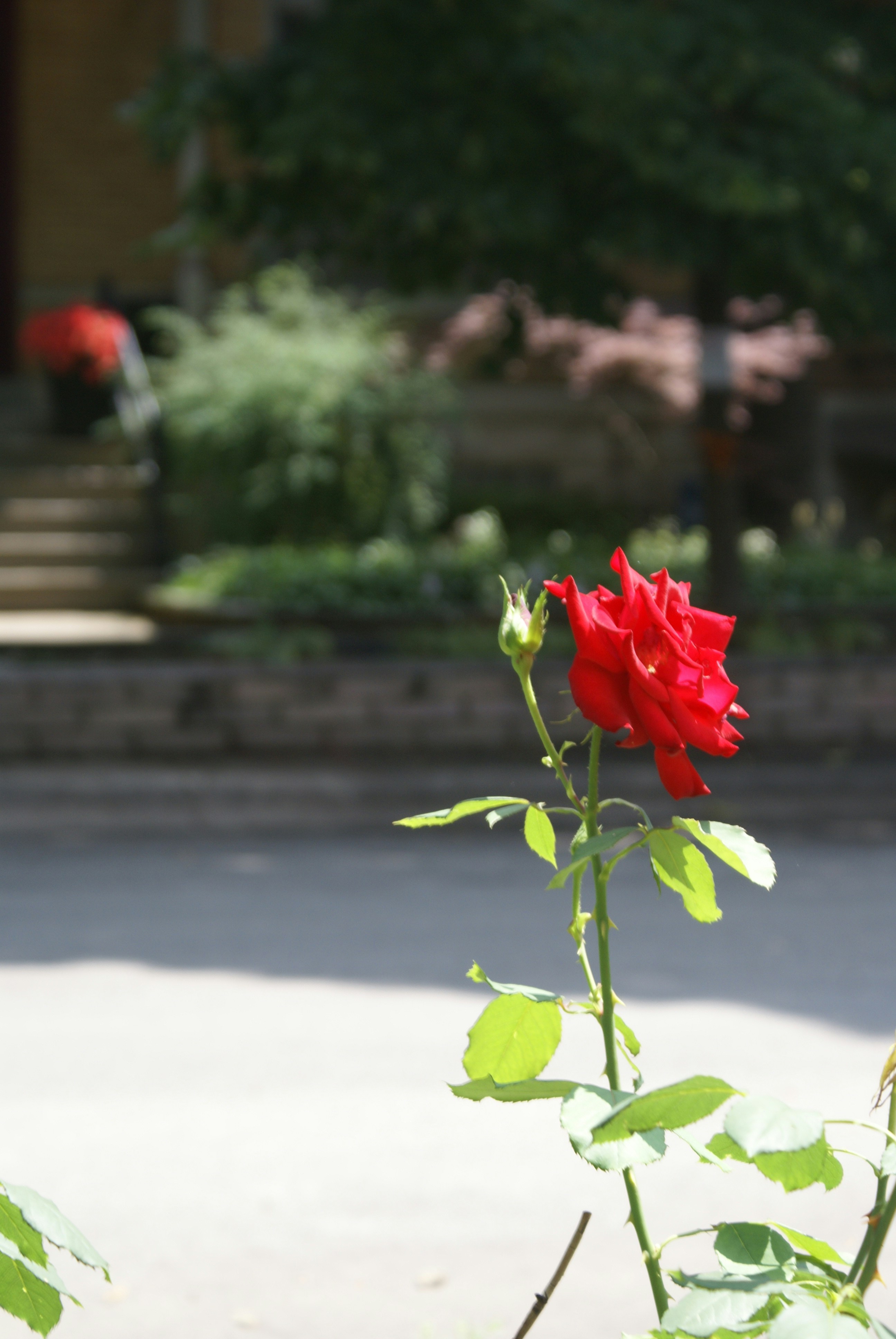 Red Rose Reaches for the Sunlit Path