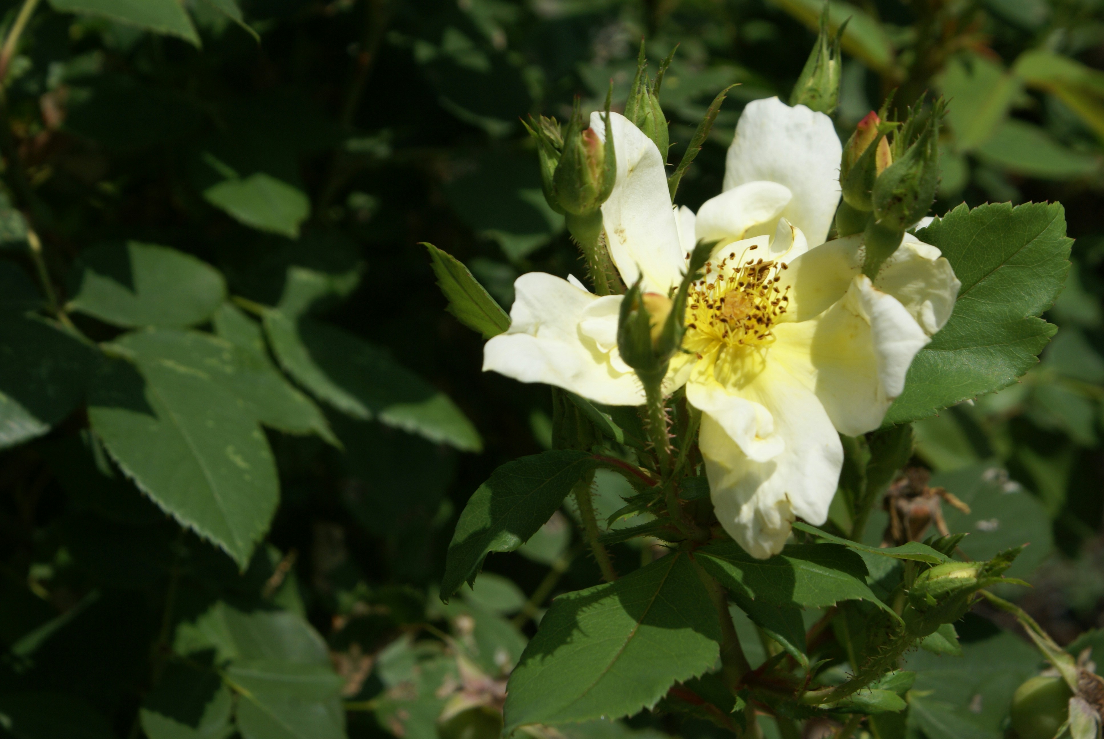 Photo by liam matthews with Sony Alpha 100