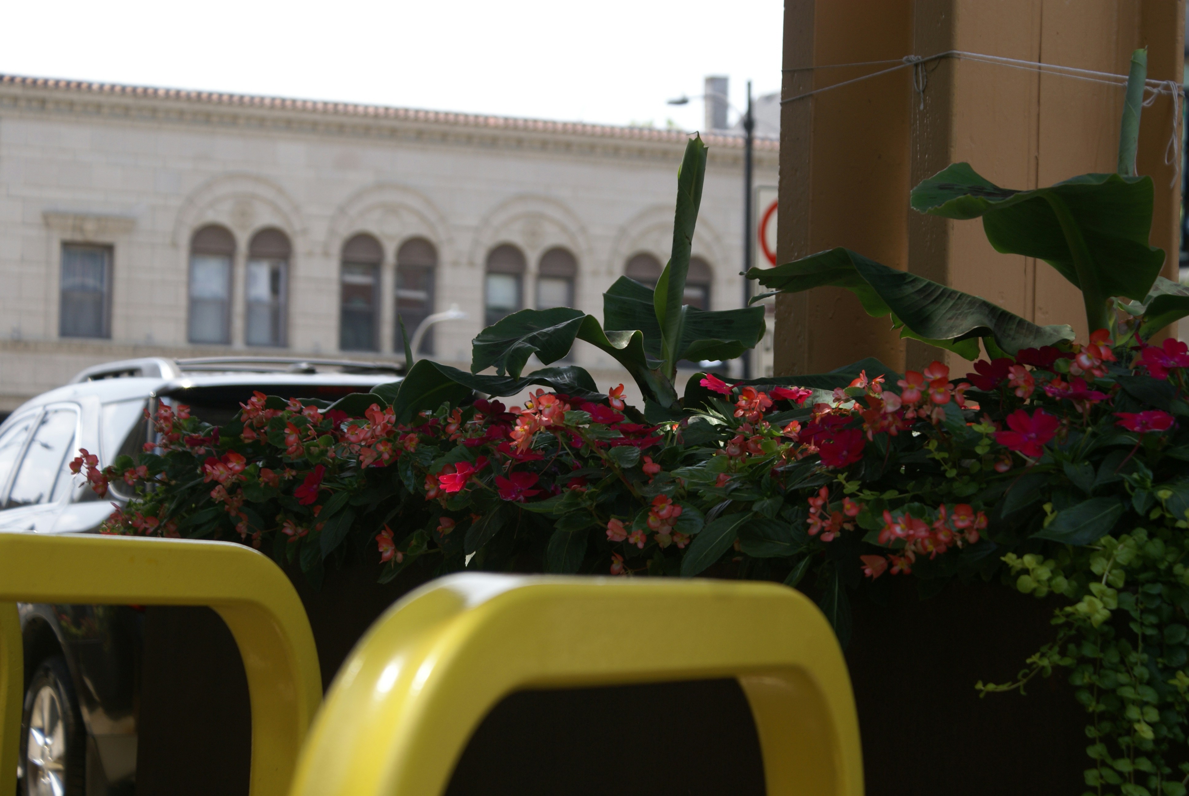 Yellow Racks and Red Blooms Framing a Quiet Street Scene