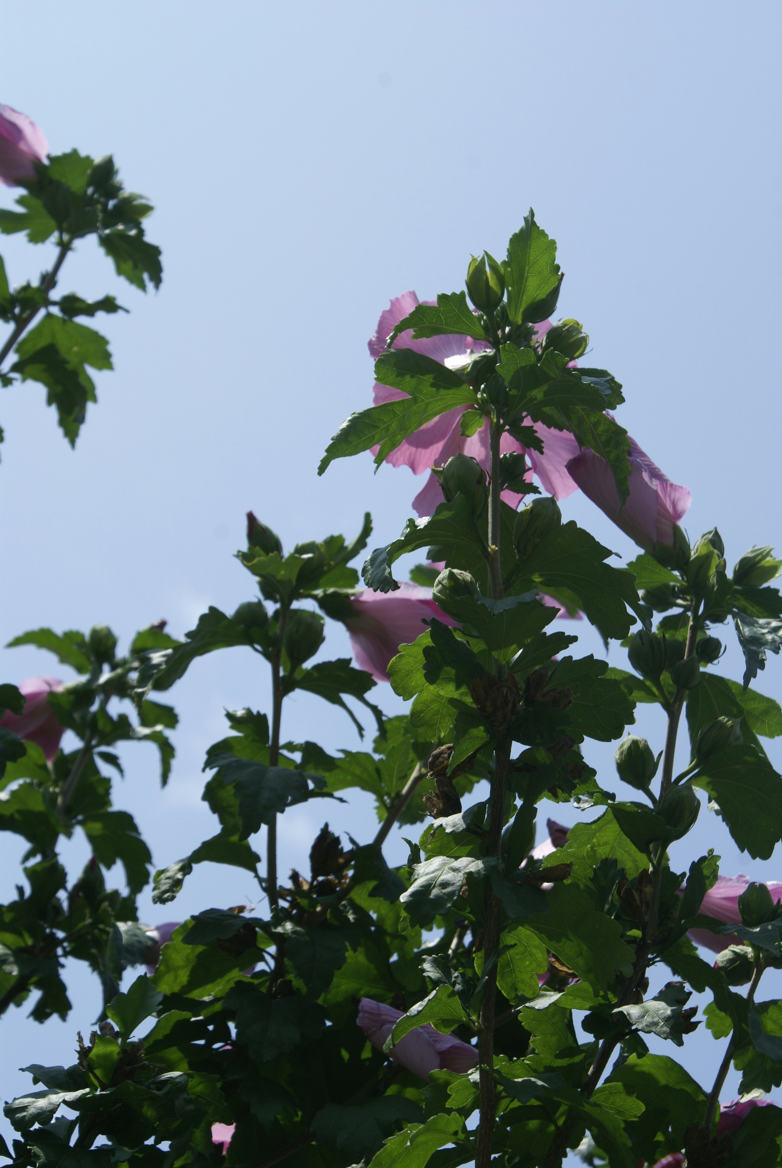 Photo by liam matthews with Sony Alpha 100