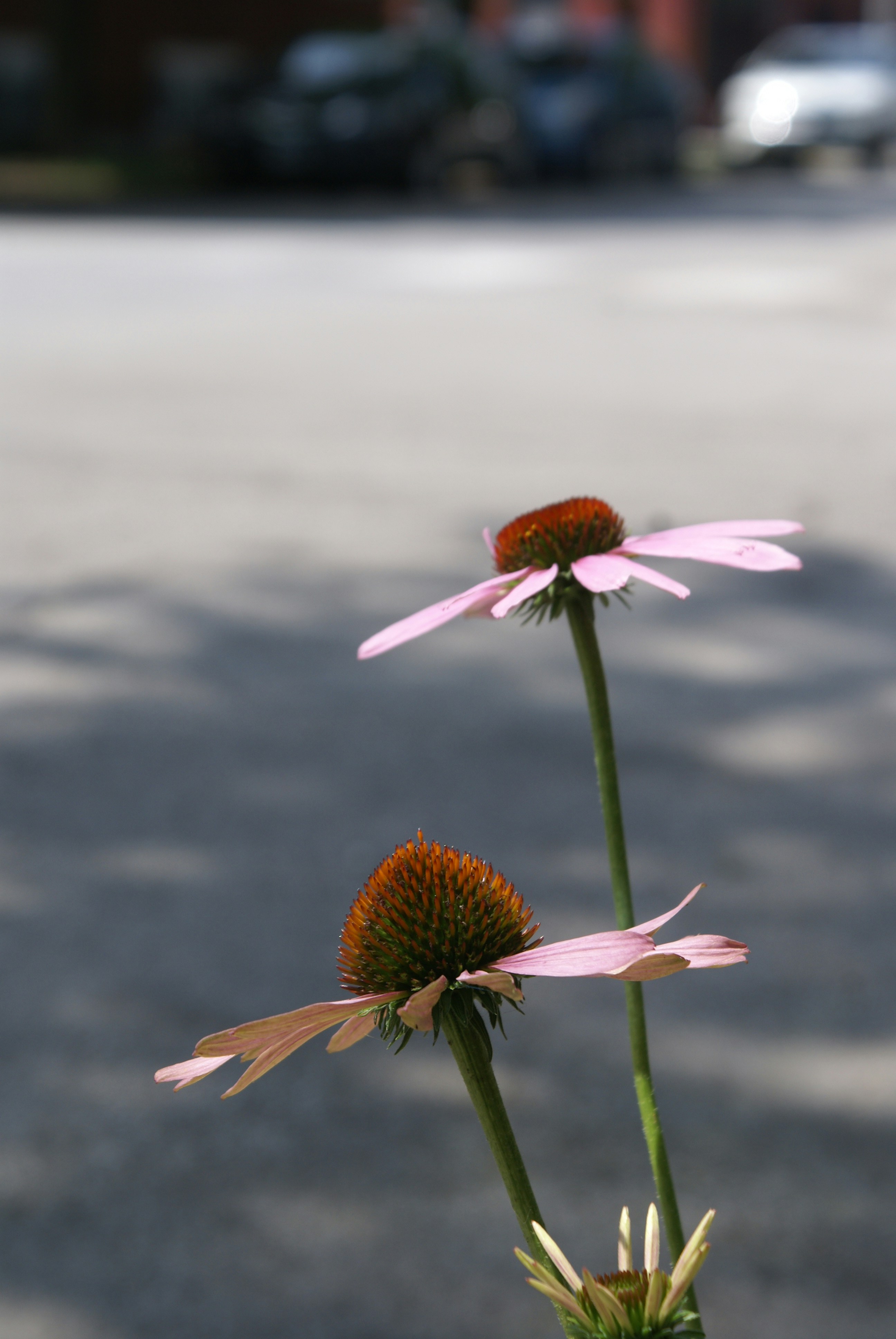 Two Pink Coneflowers Anchor a Quiet Urban Street