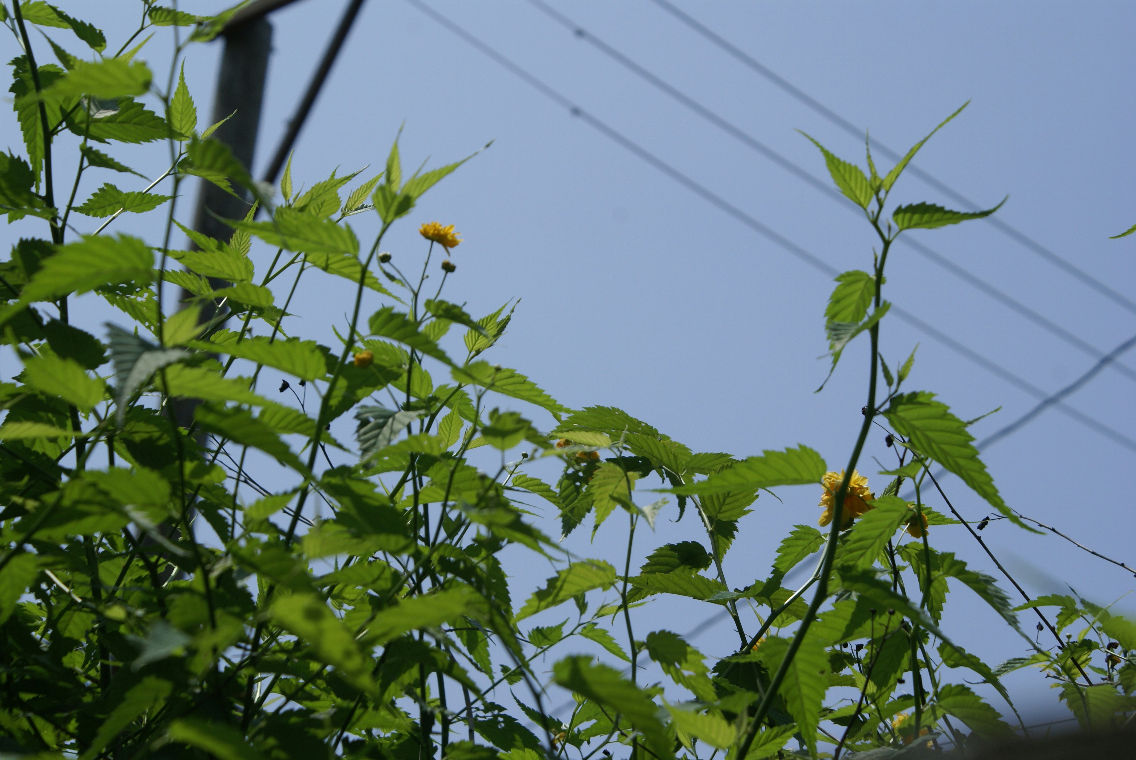 Photo by liam matthews with Sony Alpha 100