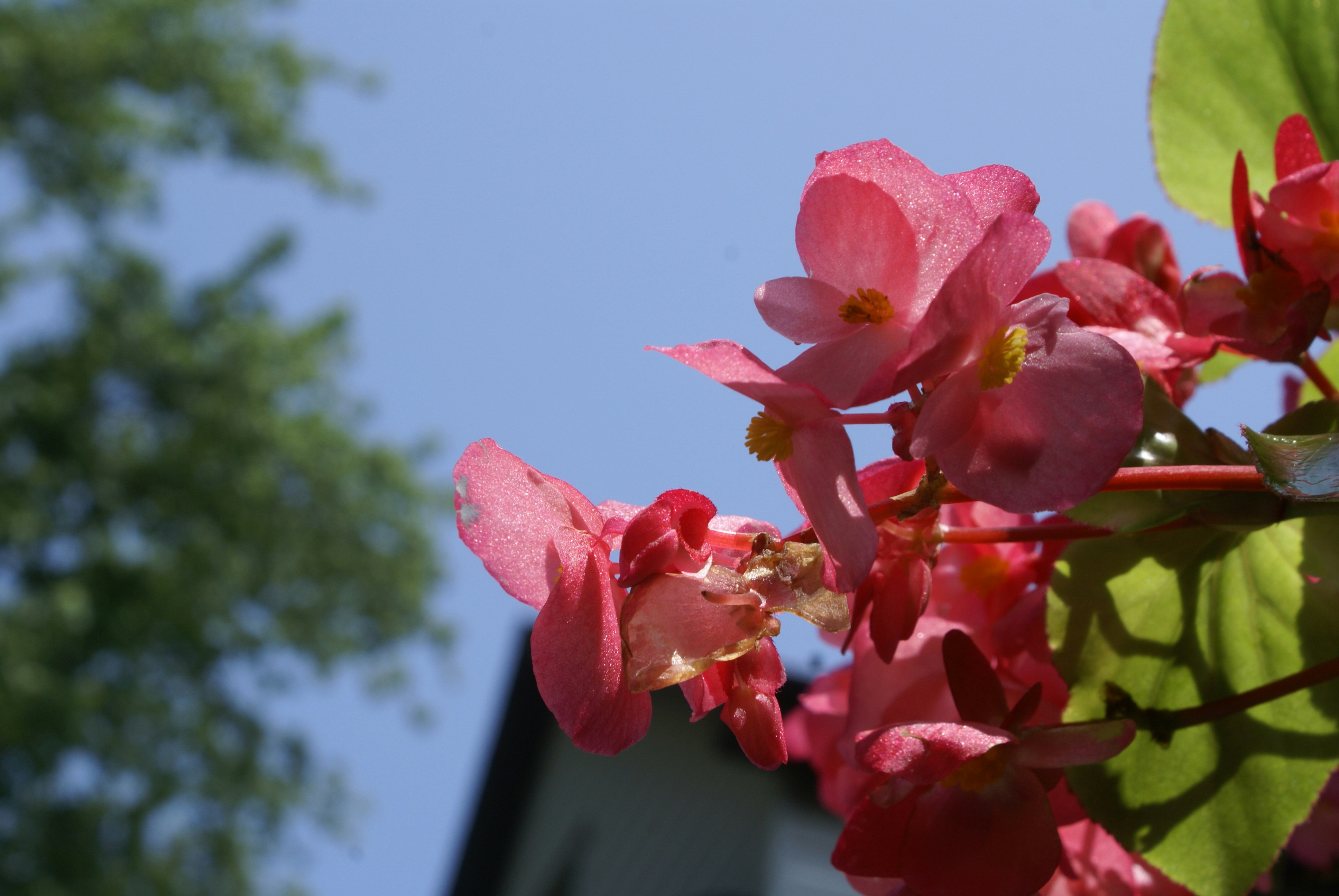 Sunlit Pink Blooms Framing a Clear Sky