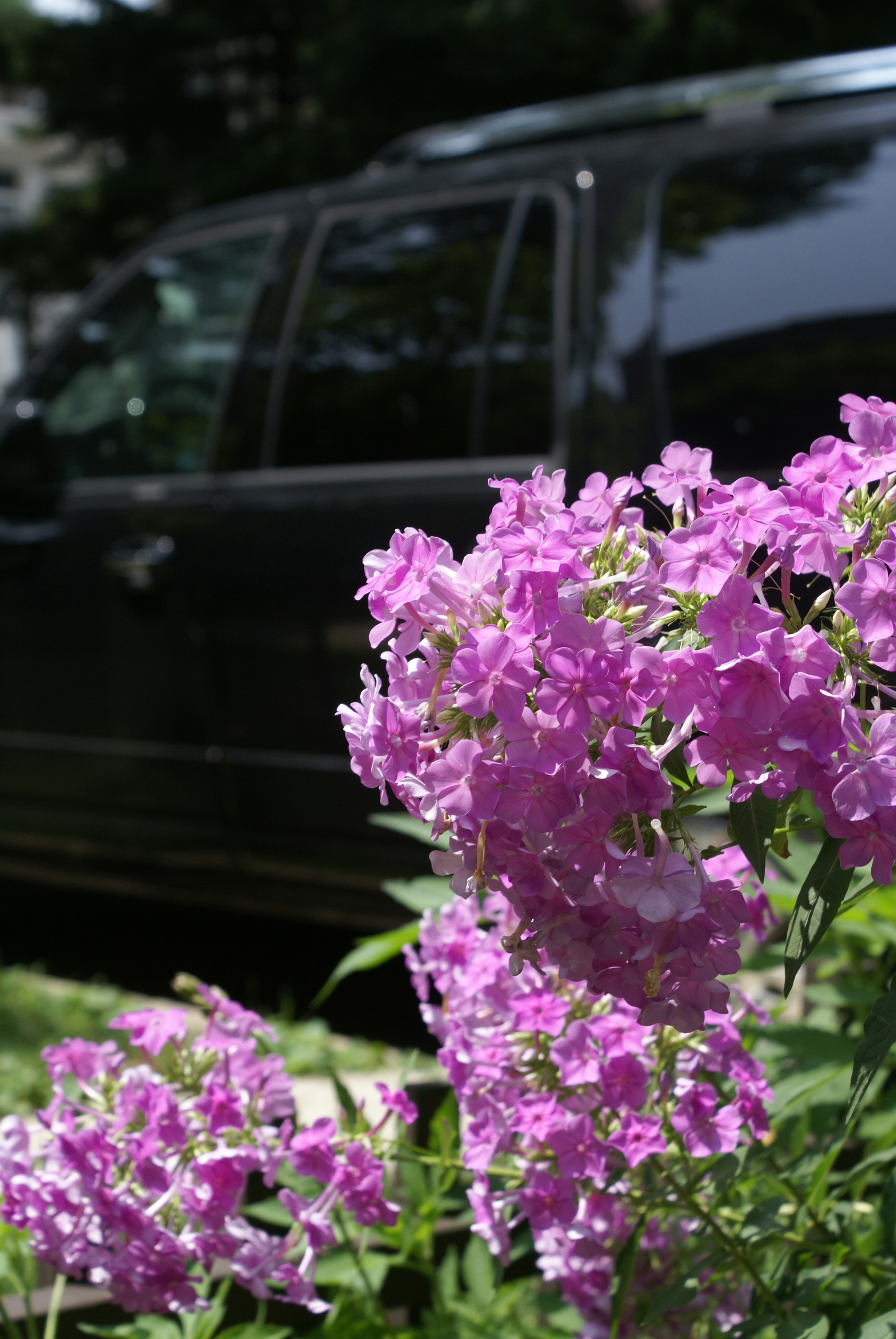 Bright pink blooms in focus against a dark vehicle backdrop, suggesting a garden near a parked SUV.