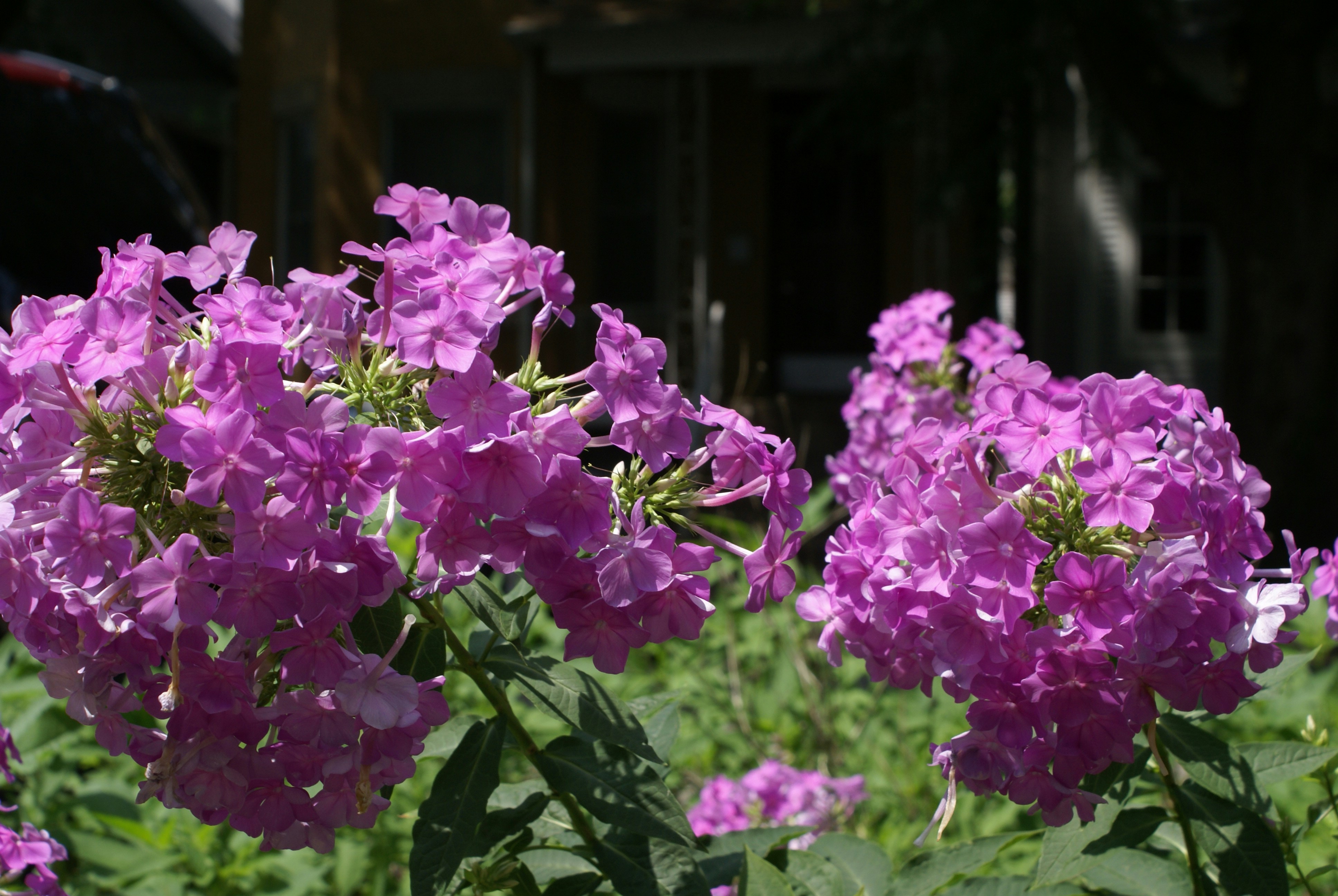 Sunlit Amethyst Hydrangea Clusters Framing a Shadowed Garden