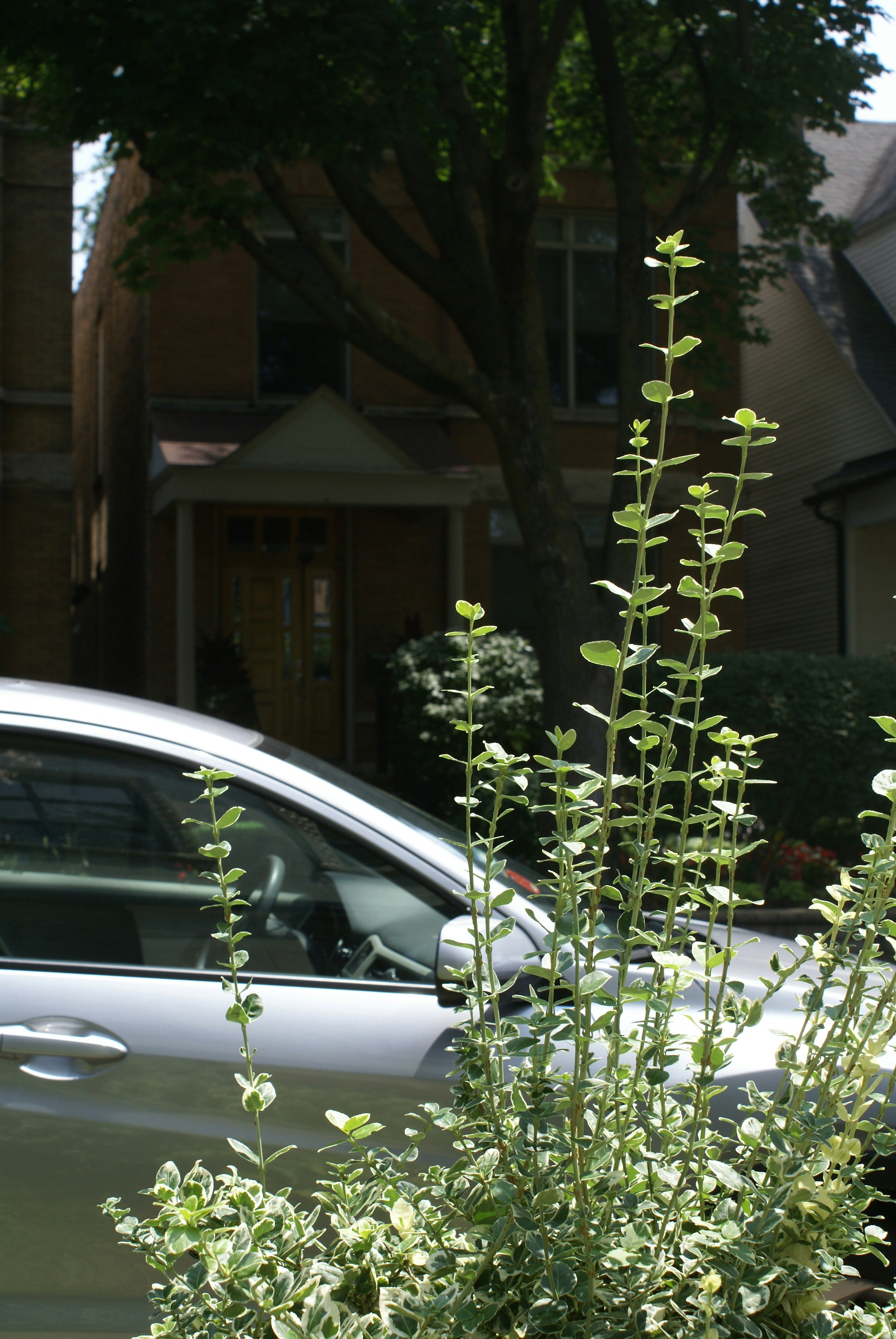 A silver car sits behind a tall green shrub in a suburban street, with a brick house and trees in the background.