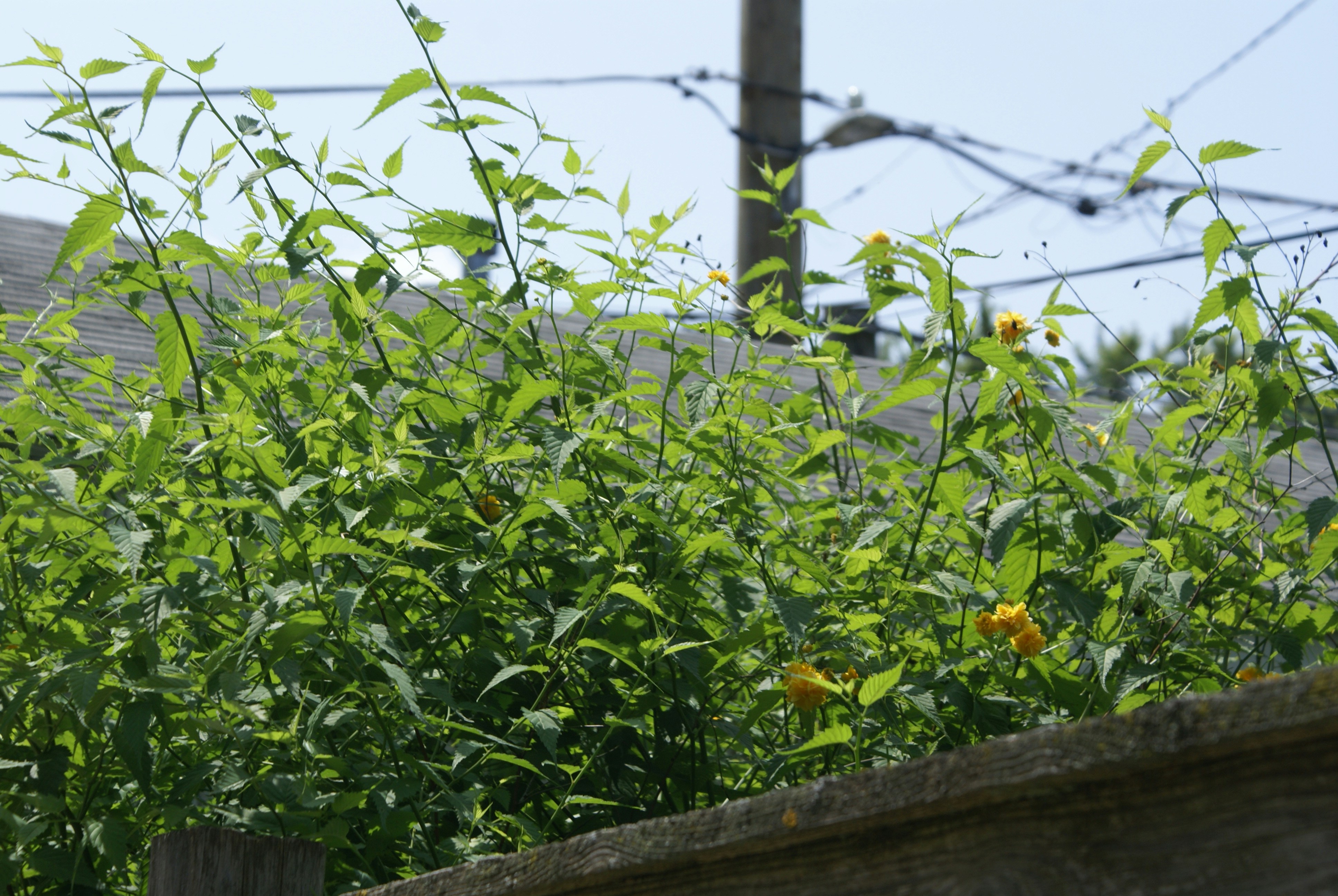Overgrown Fence Veil: Vines and Yellow Flowers Reclaim a Sunny Wall