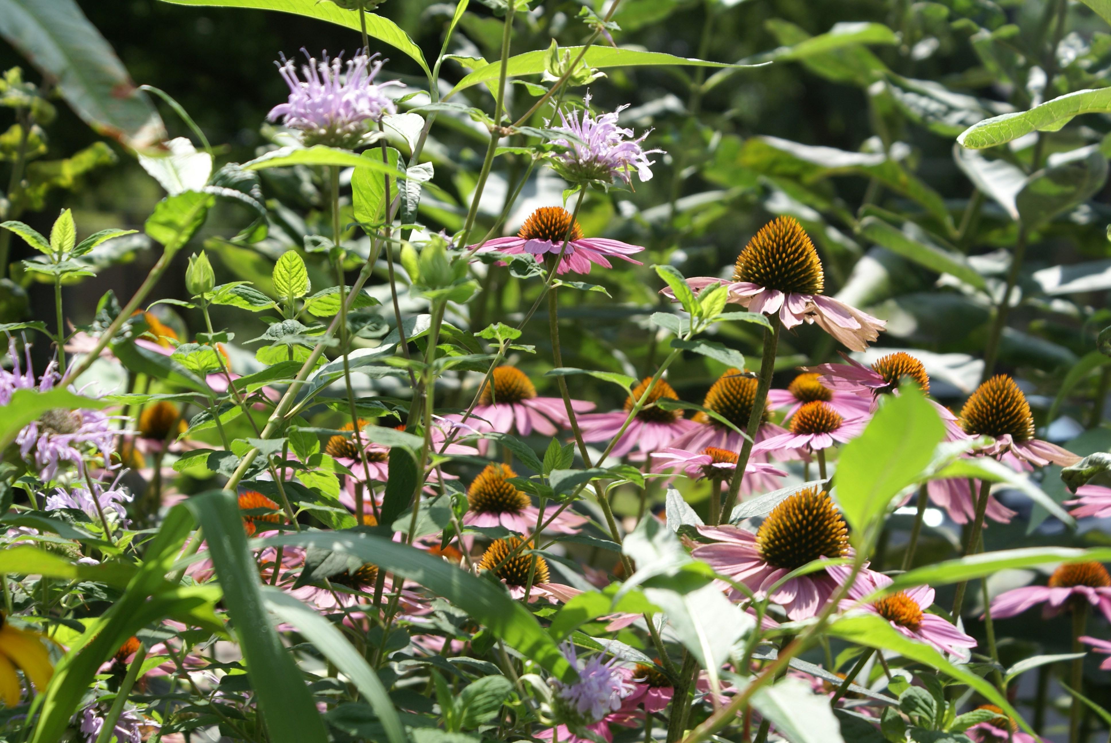 A Burst of Coneflowers Amid Verdant Tangle in Bright Sun