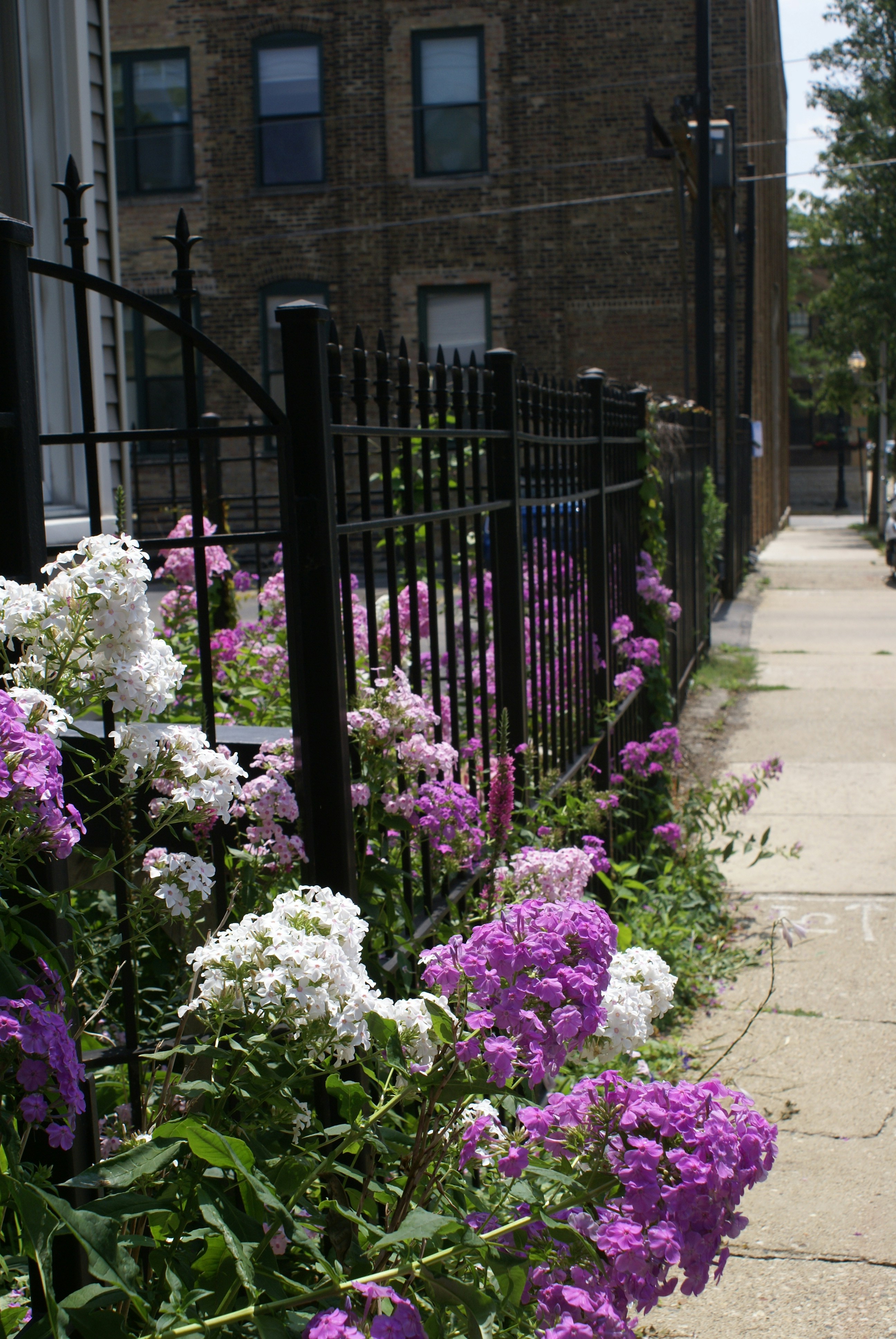Purple and White Blooms Guard a City Sidewalk Fence