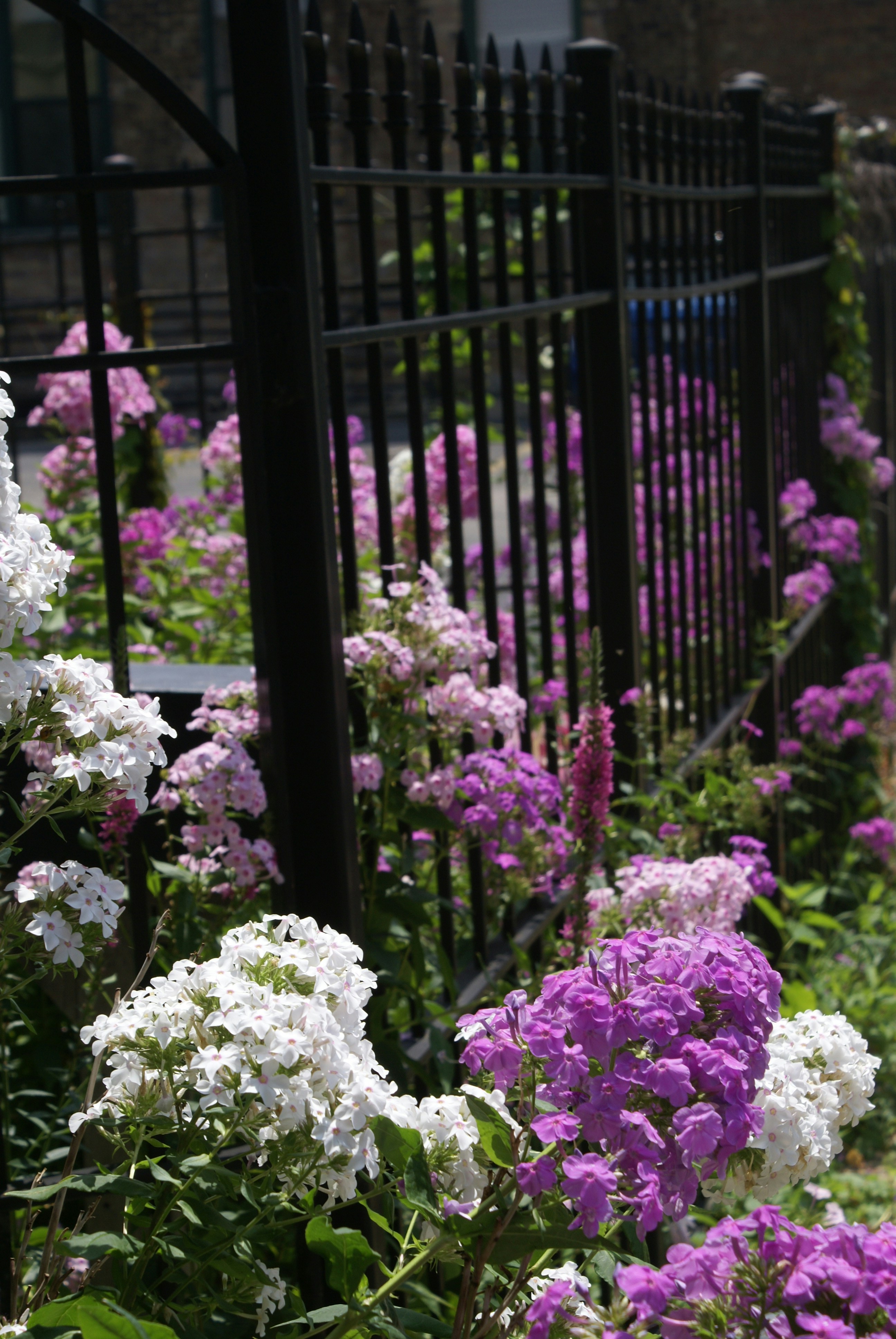 Sunlit Hydrangea Border Along a Wrought-Iron Fence