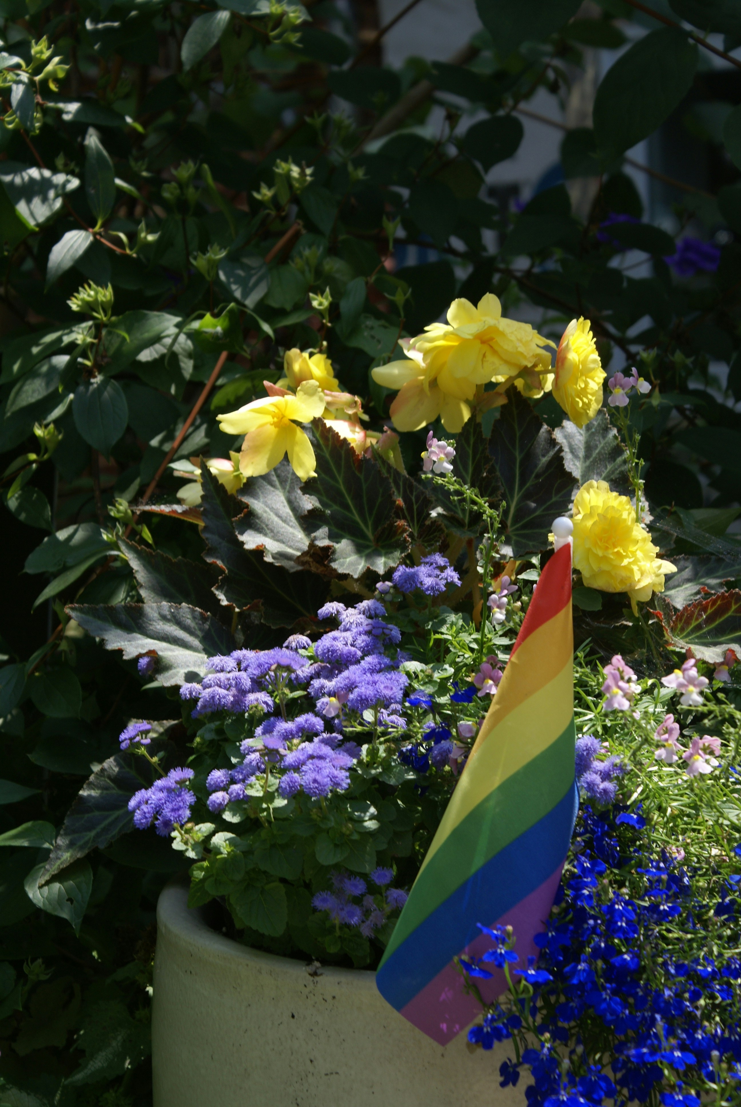 Sunlit Rainbow on a Flourishing Pot