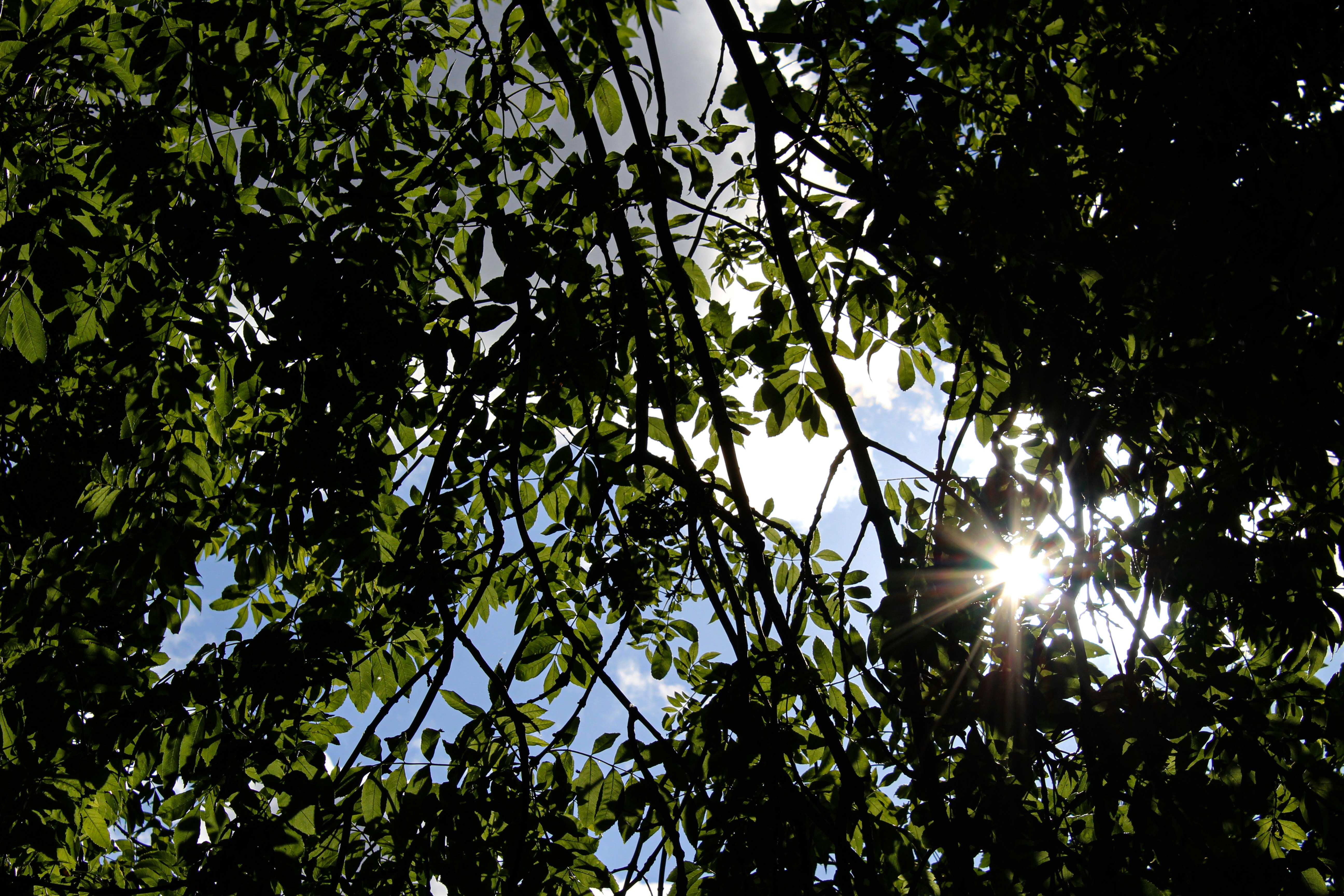 The sun shines through the leaves of a tree photo – Free Sunlight ...