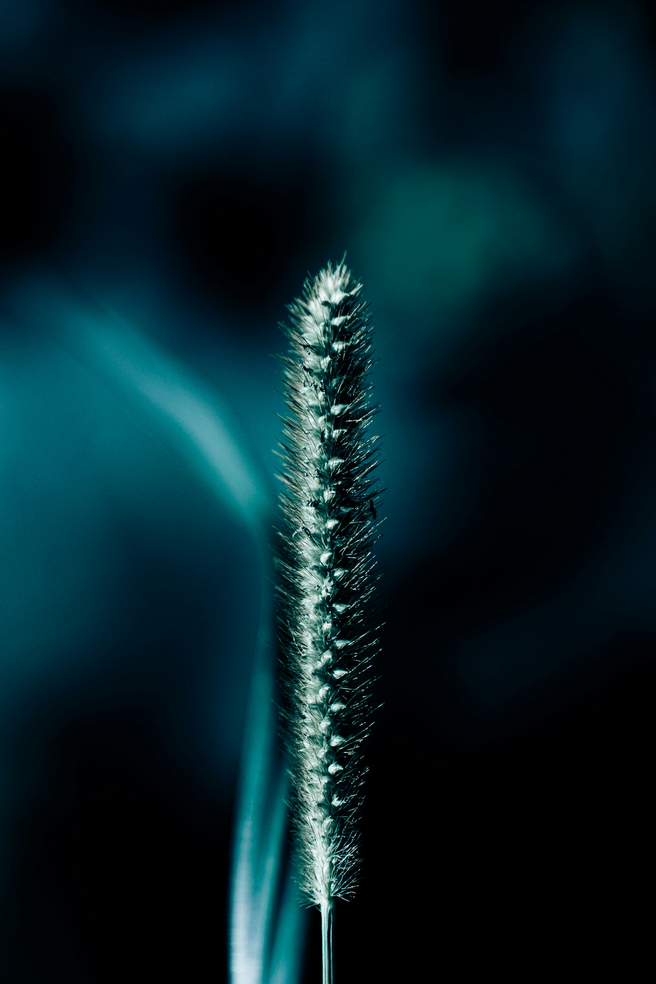 Cerulean Seedhead in a cobalt glow