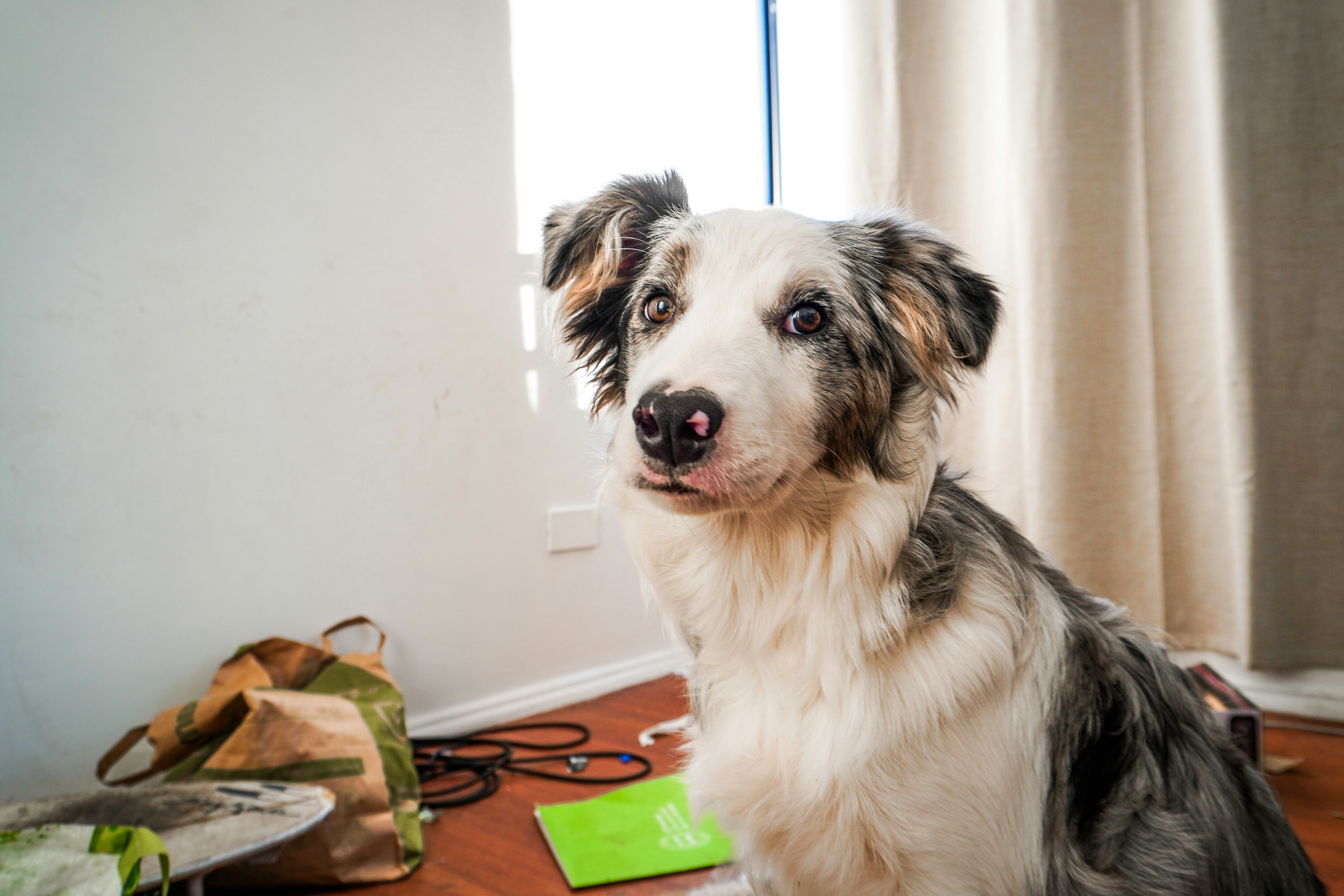 Curious Gaze in a Cozy Room: Portrait of a Mixed-Breed Dog