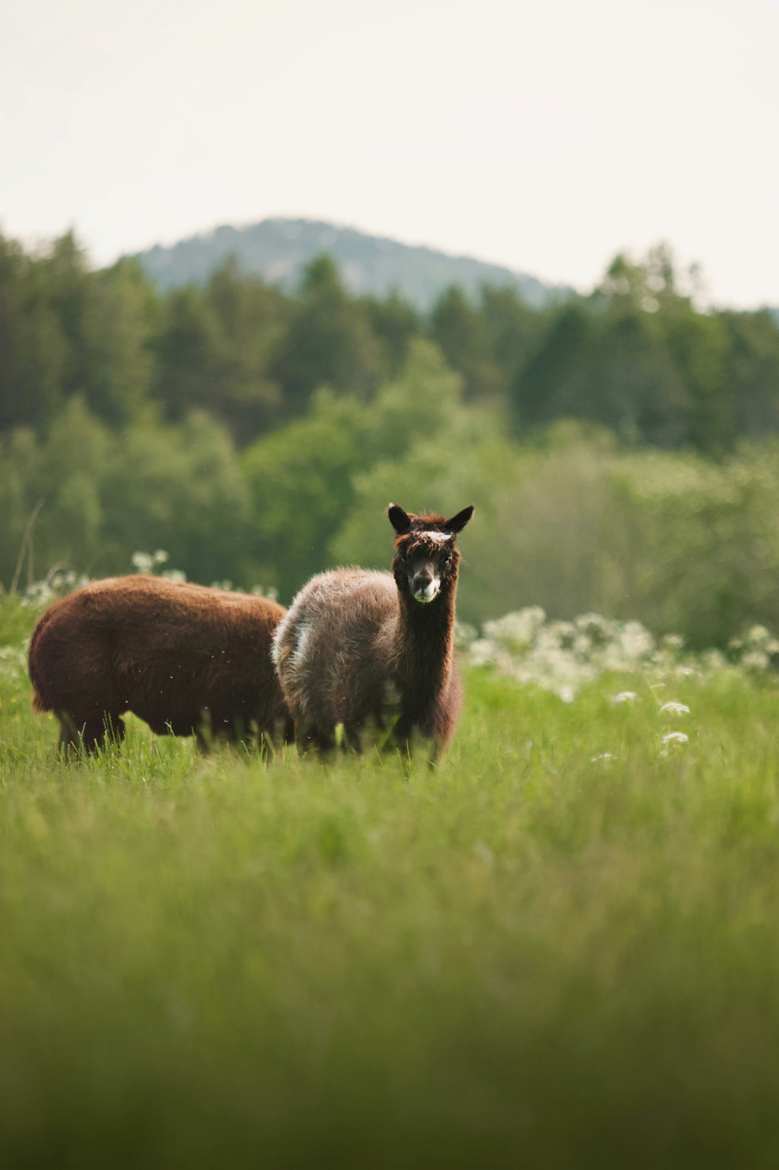 Meadow Watch: A Curious Alpaca Stands in a Sunlit Field