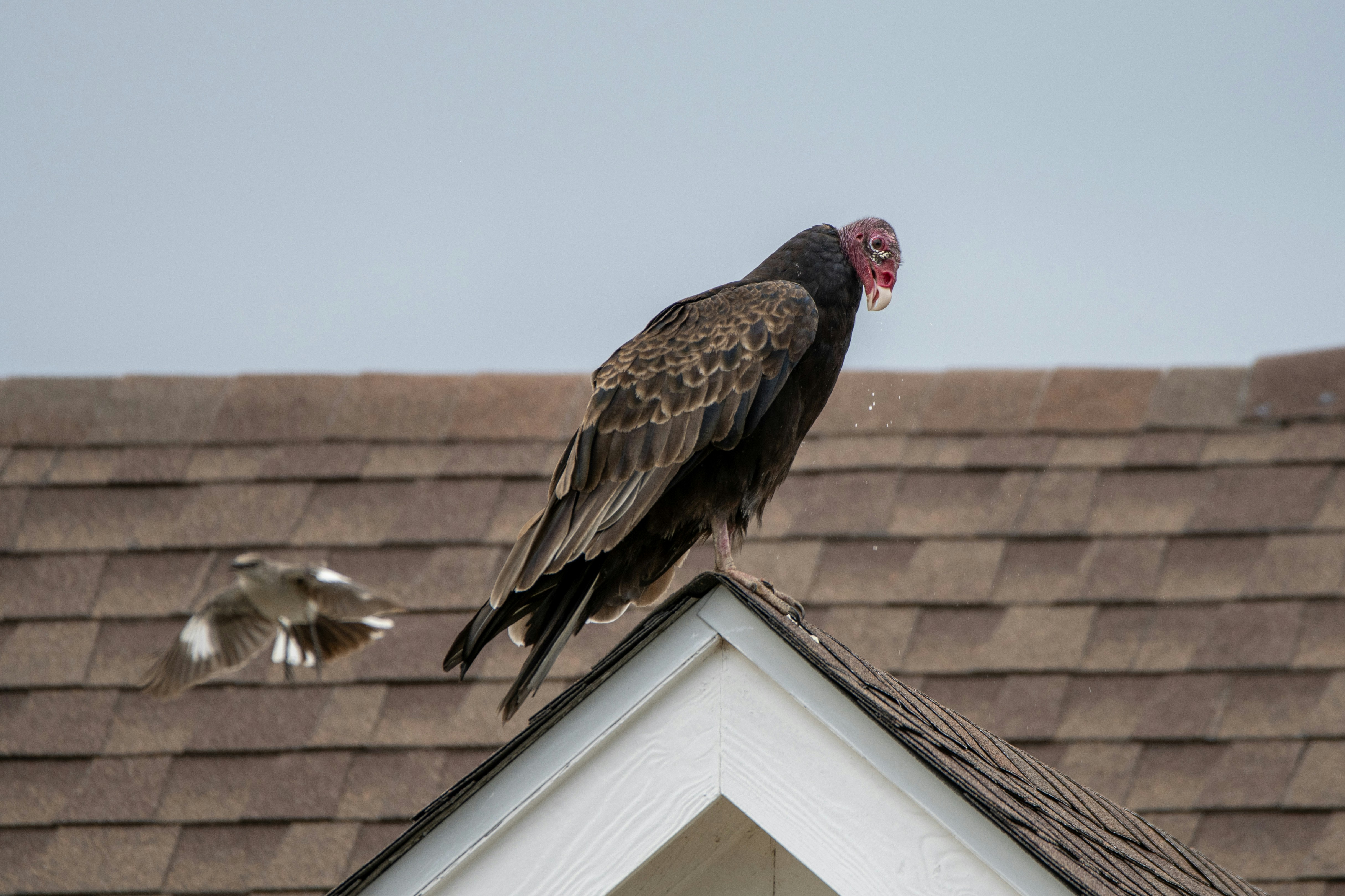 Crimson-Headed Vulture Perched at a Roof's Peak