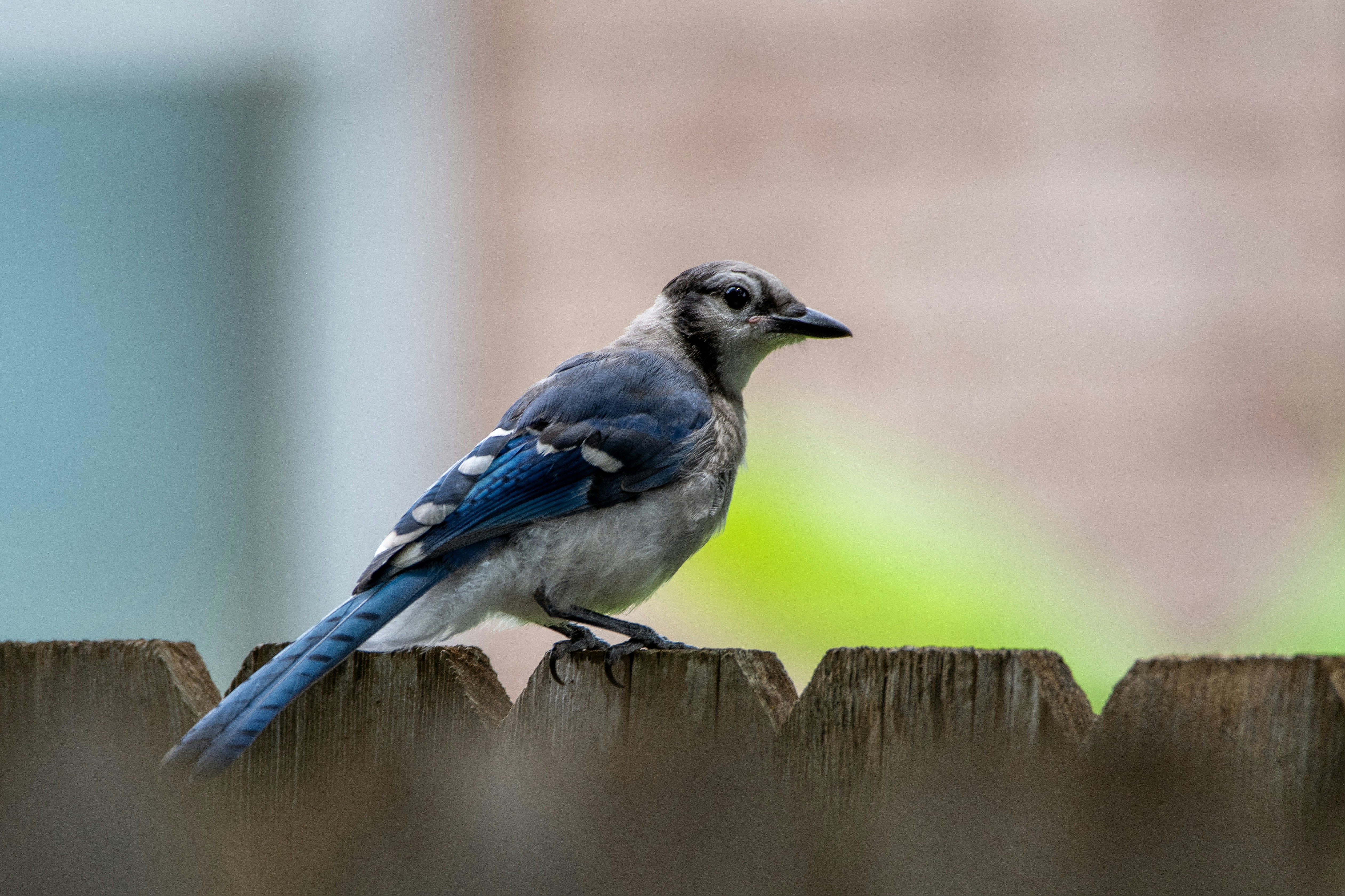 Blue Jay Perched on a Weathered Fence