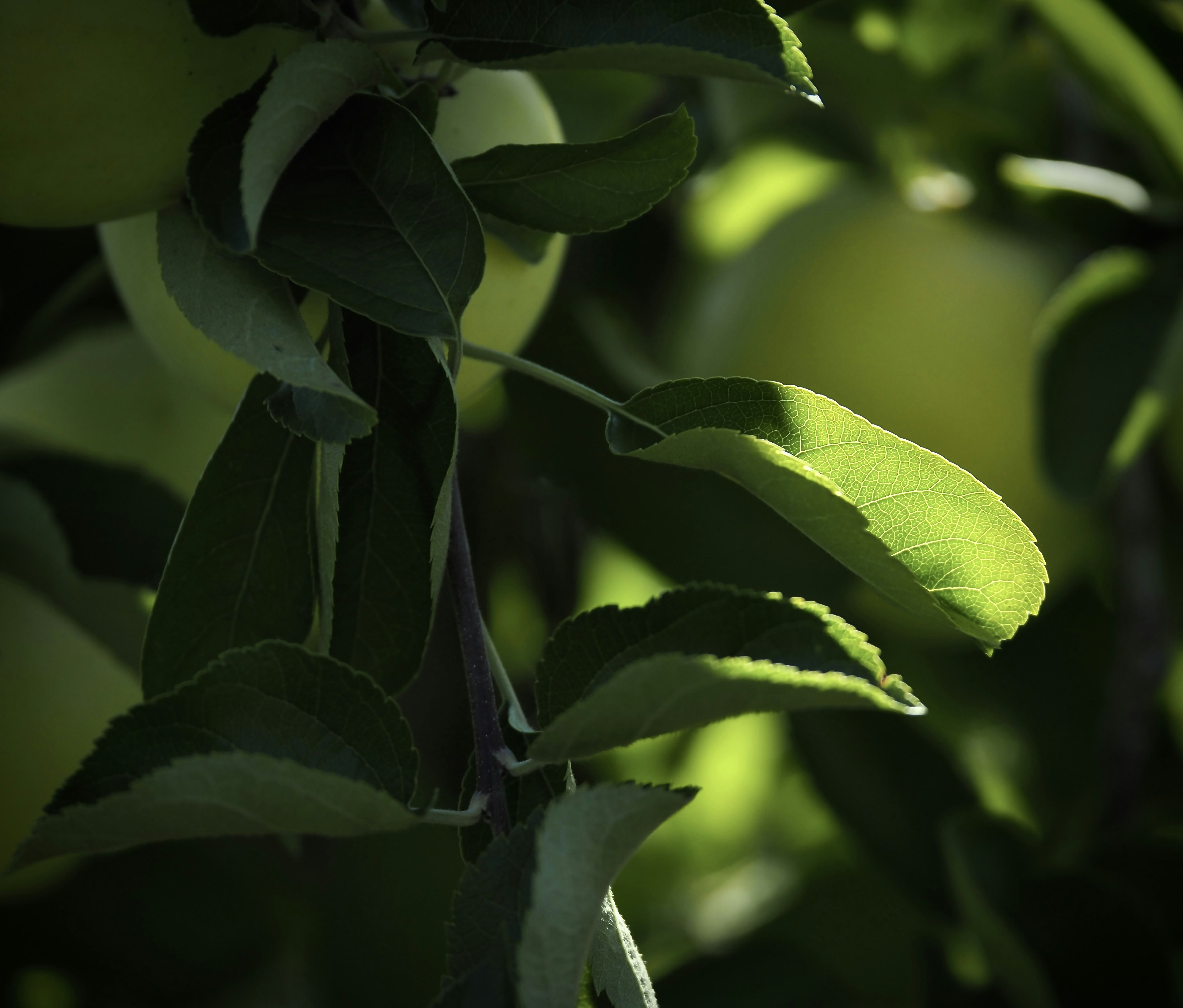 Sunlit Edge: a single leaf glows through a shadowed canopy