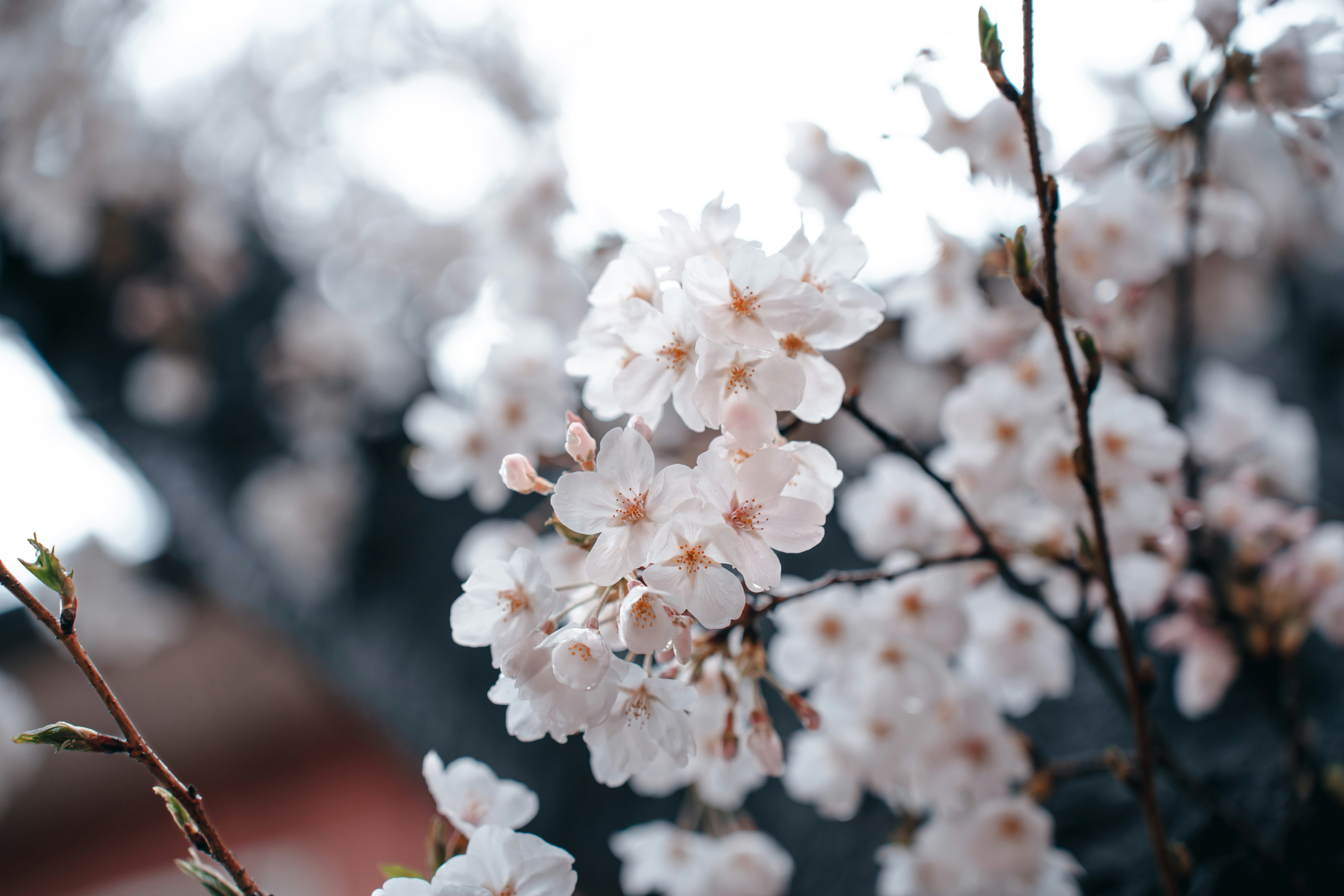 Chou Wolf (@thezsc) | Comunidade de fotos da Unsplash