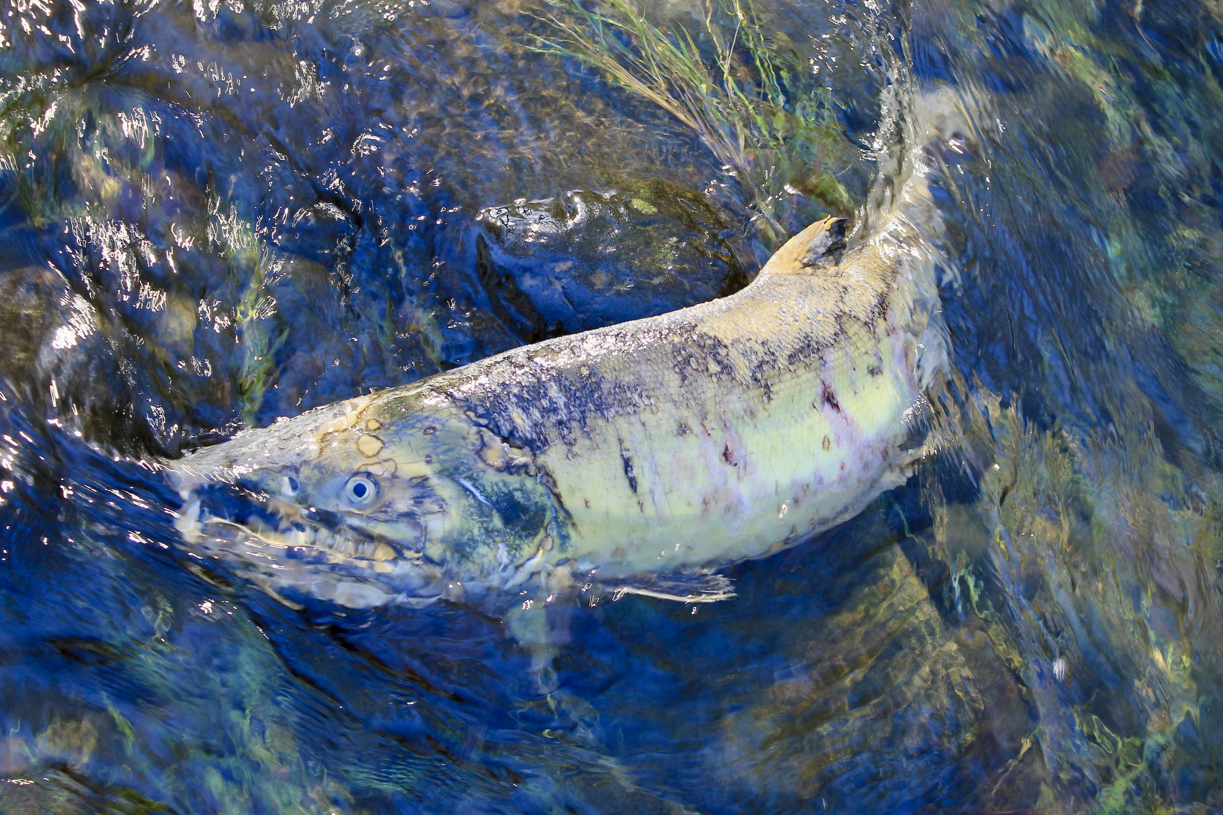 A fish that is swimming in some water photo – Free Kelso Image on Unsplash