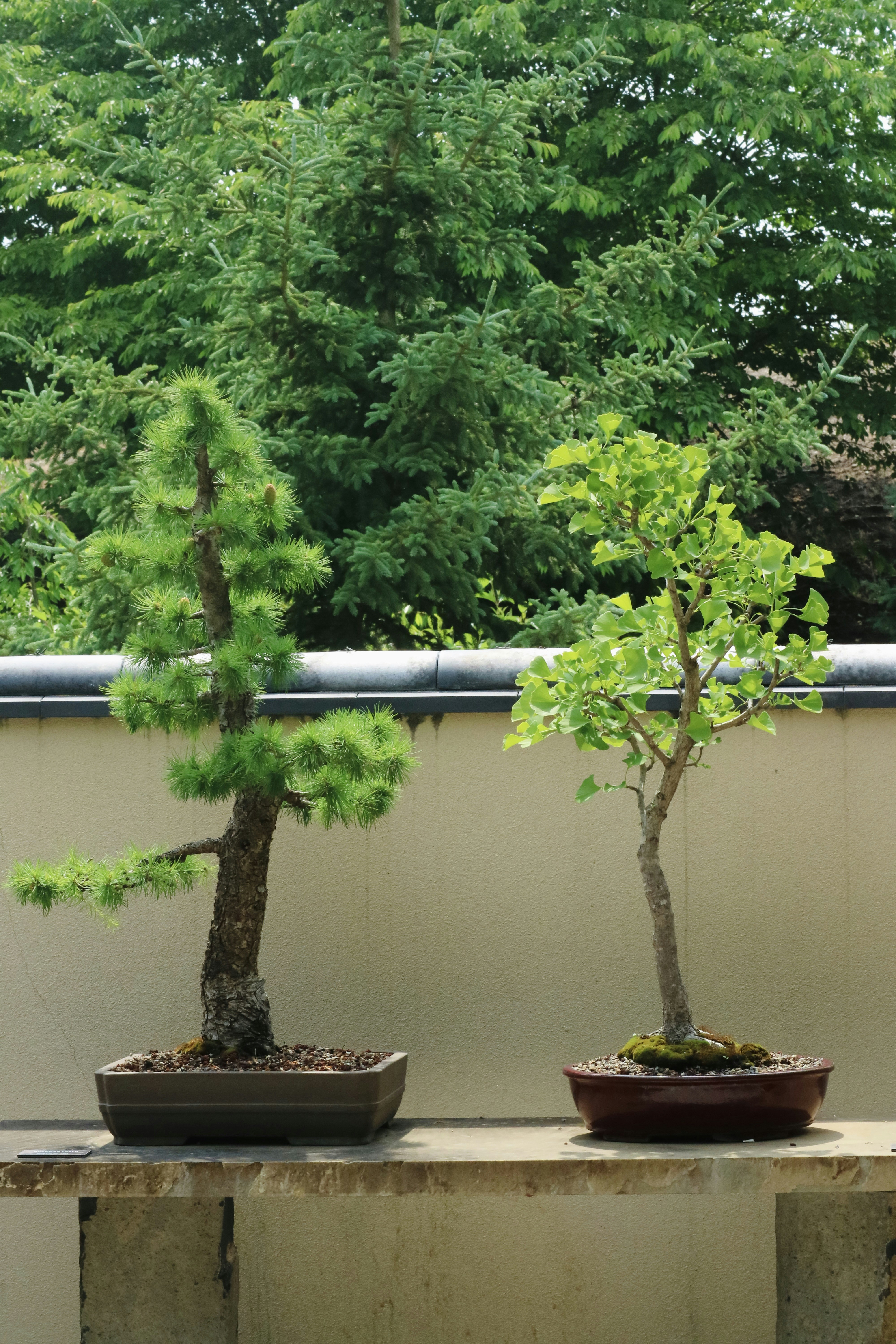 Three bonsai trees in pots on a ledge photo – Free Usa Image on Unsplash
