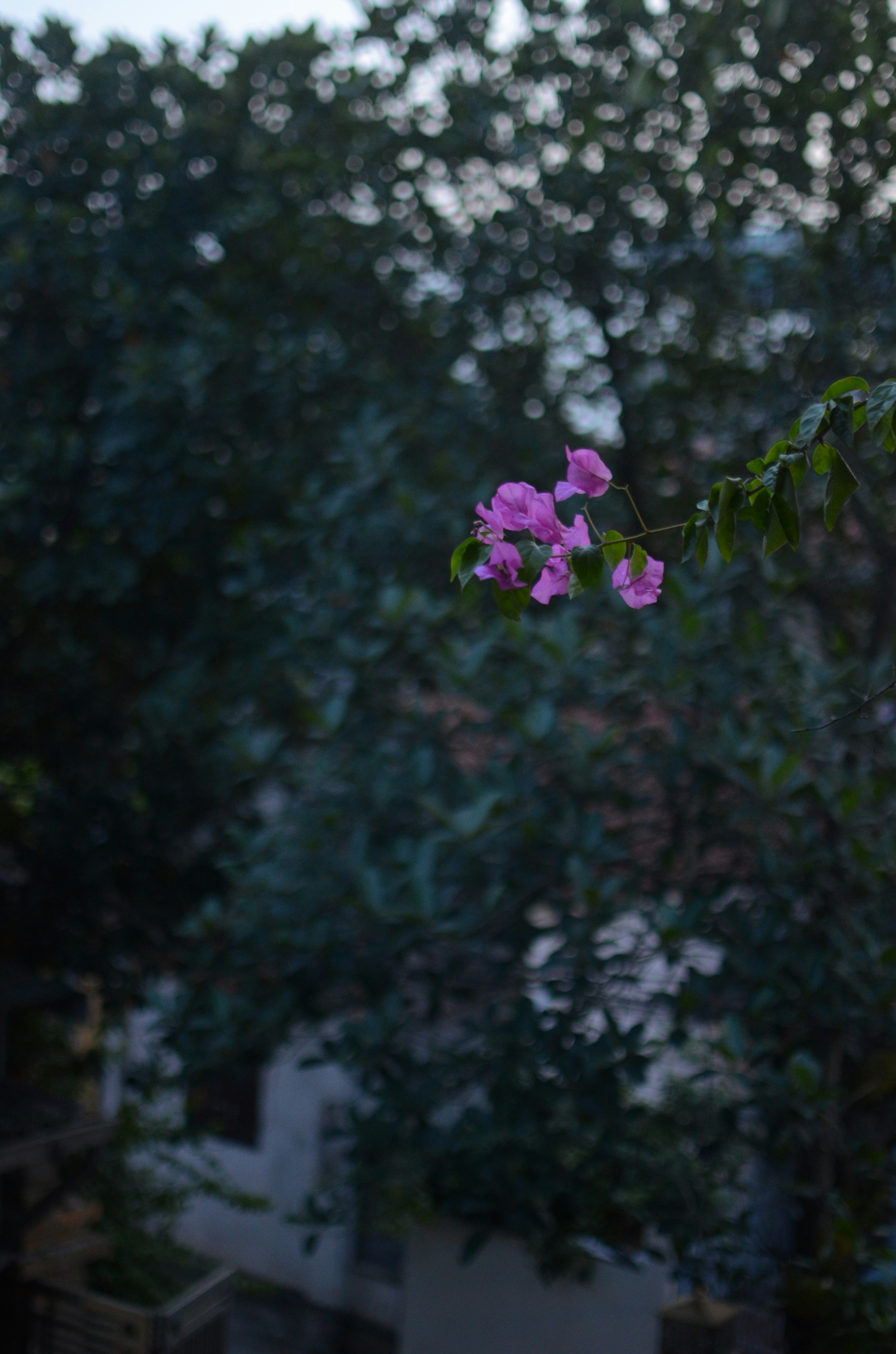 Pink Bougainvillea in Evening Blur