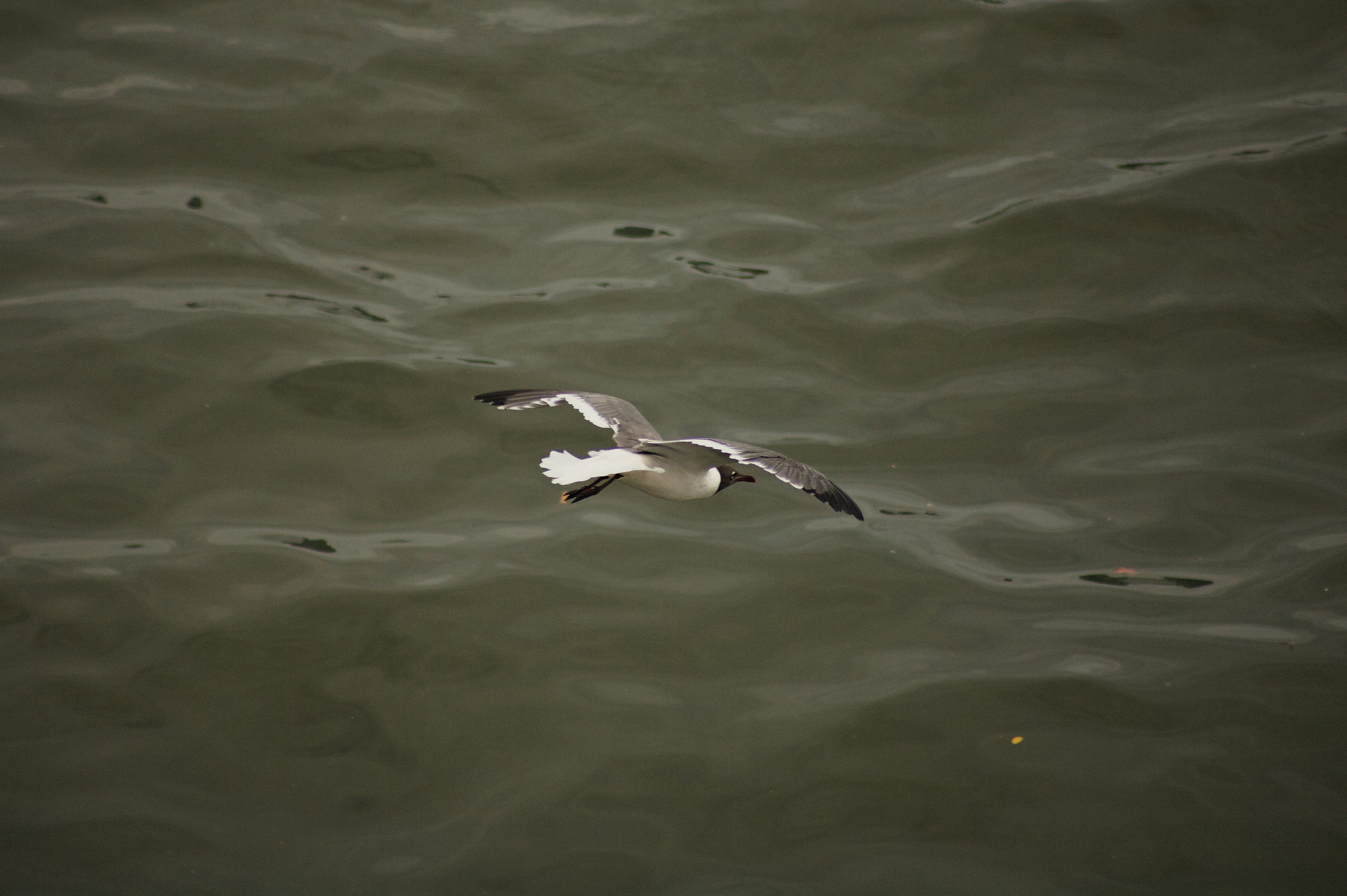 Une mouette survolant un plan d’eau photo – Photo La nature en ville ...