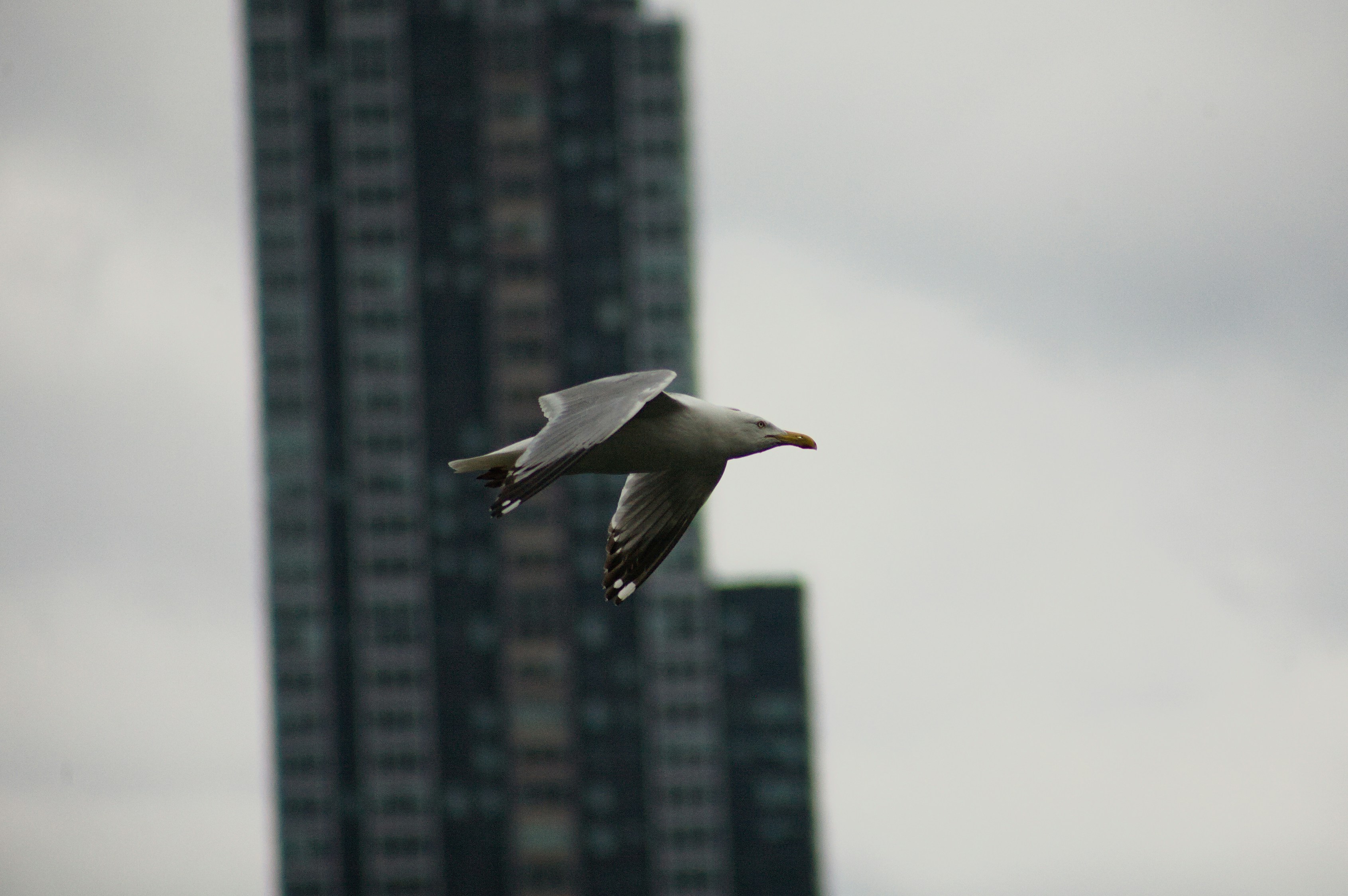 A bird flying in front of a tall building photo – Free Seagull Image on ...