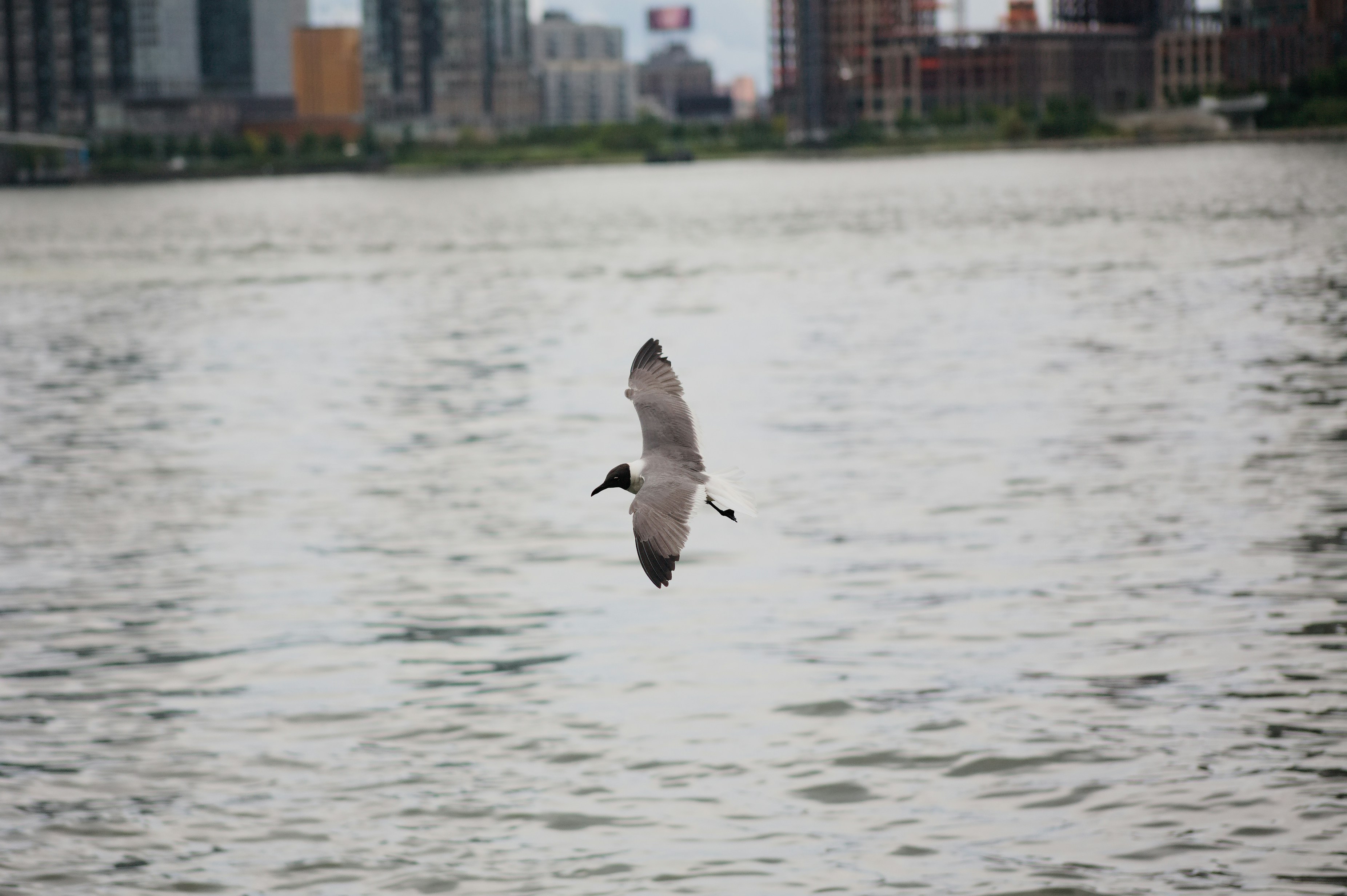 Midair Gull Over the River: City Skyline Framed by Ripples