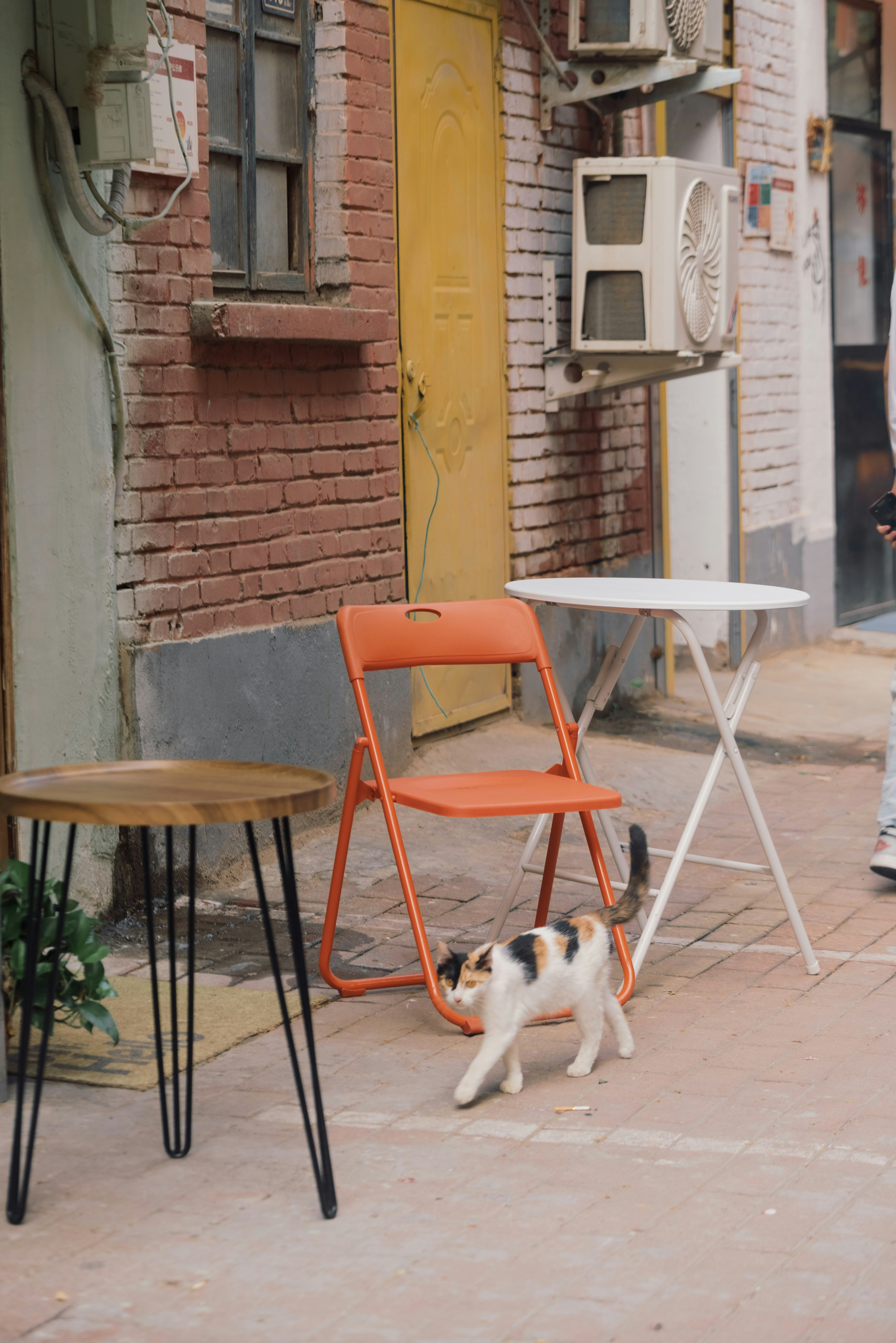 Un chat noir et blanc debout à côté d’une chaise orange photo – Photo ...