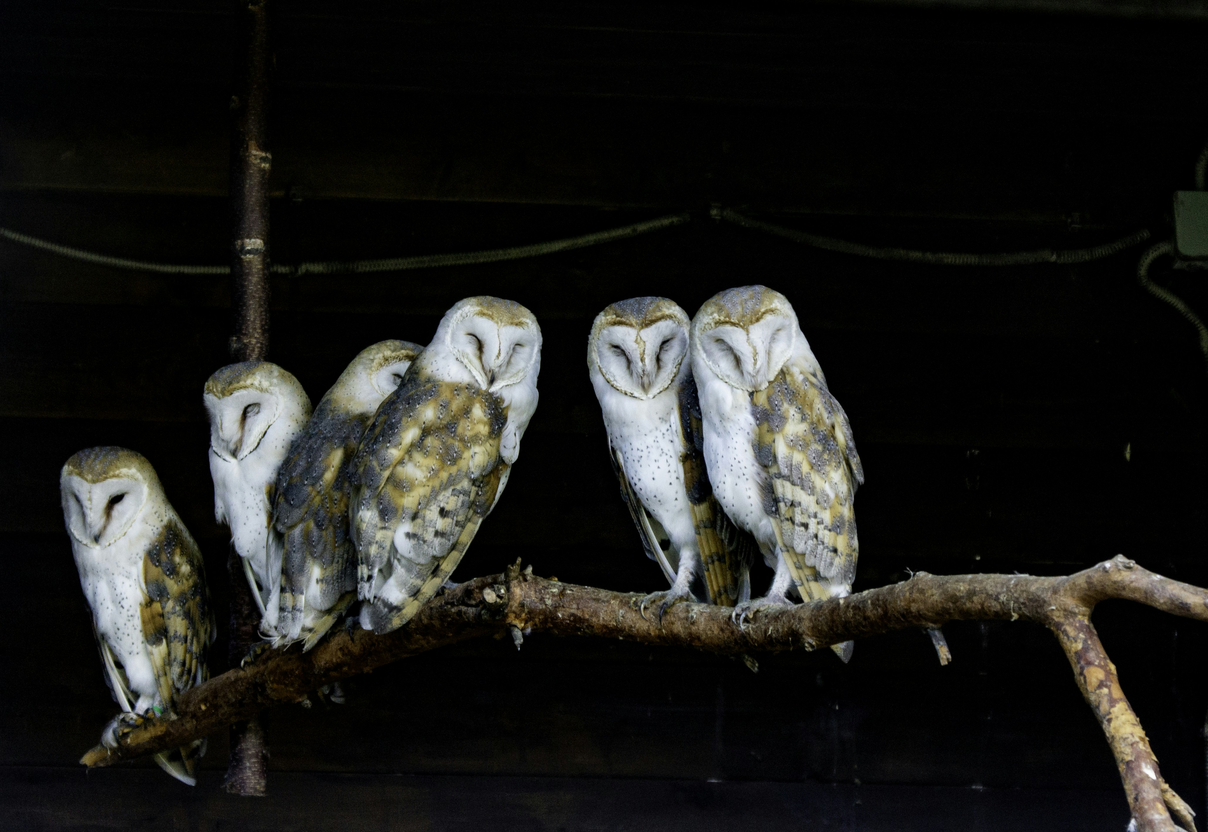 Photo by Alex Devera with Sony Alpha SLT-A65