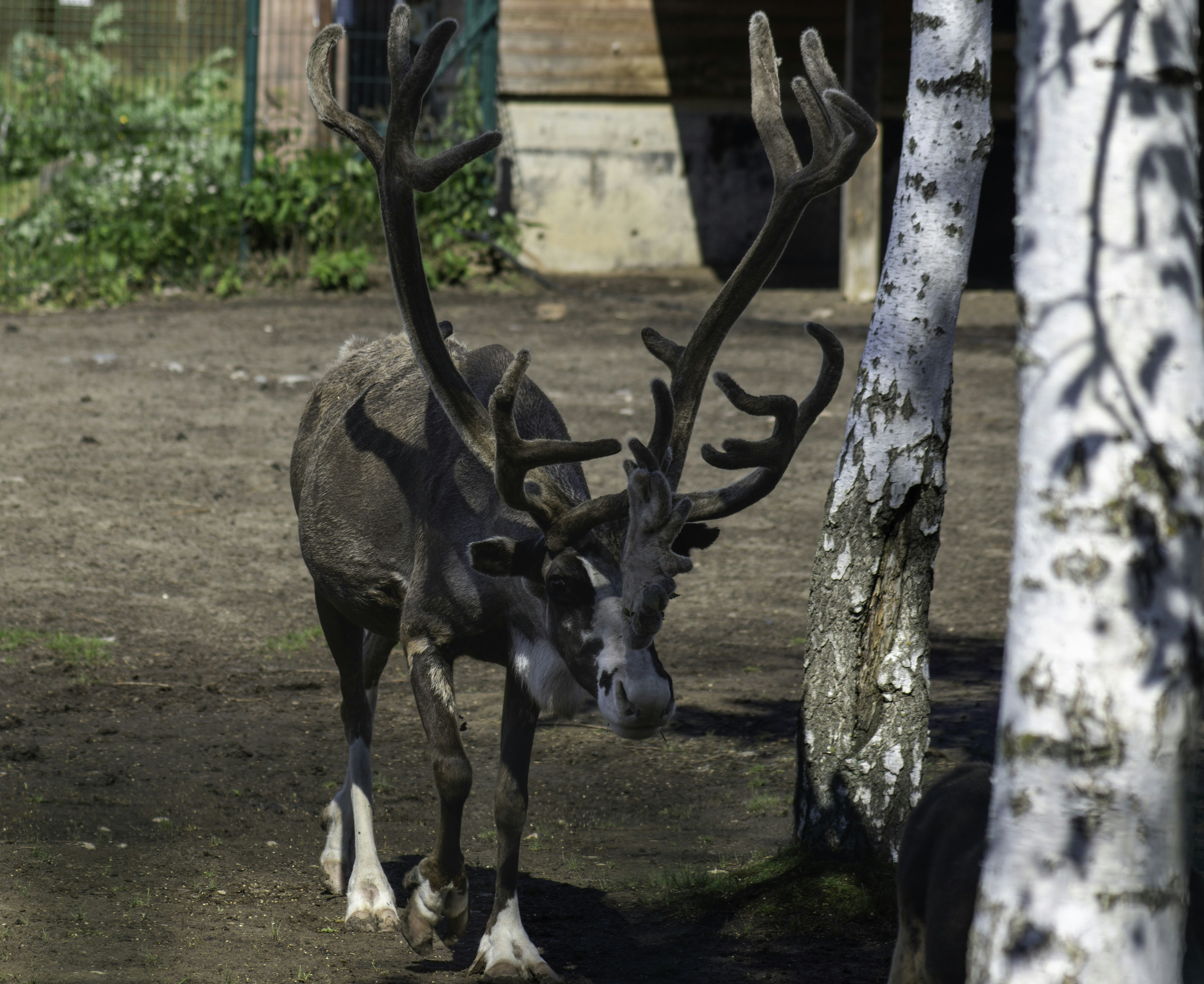Stag in Dappled Light: Antlered Silhouette at the Farmyard Edge