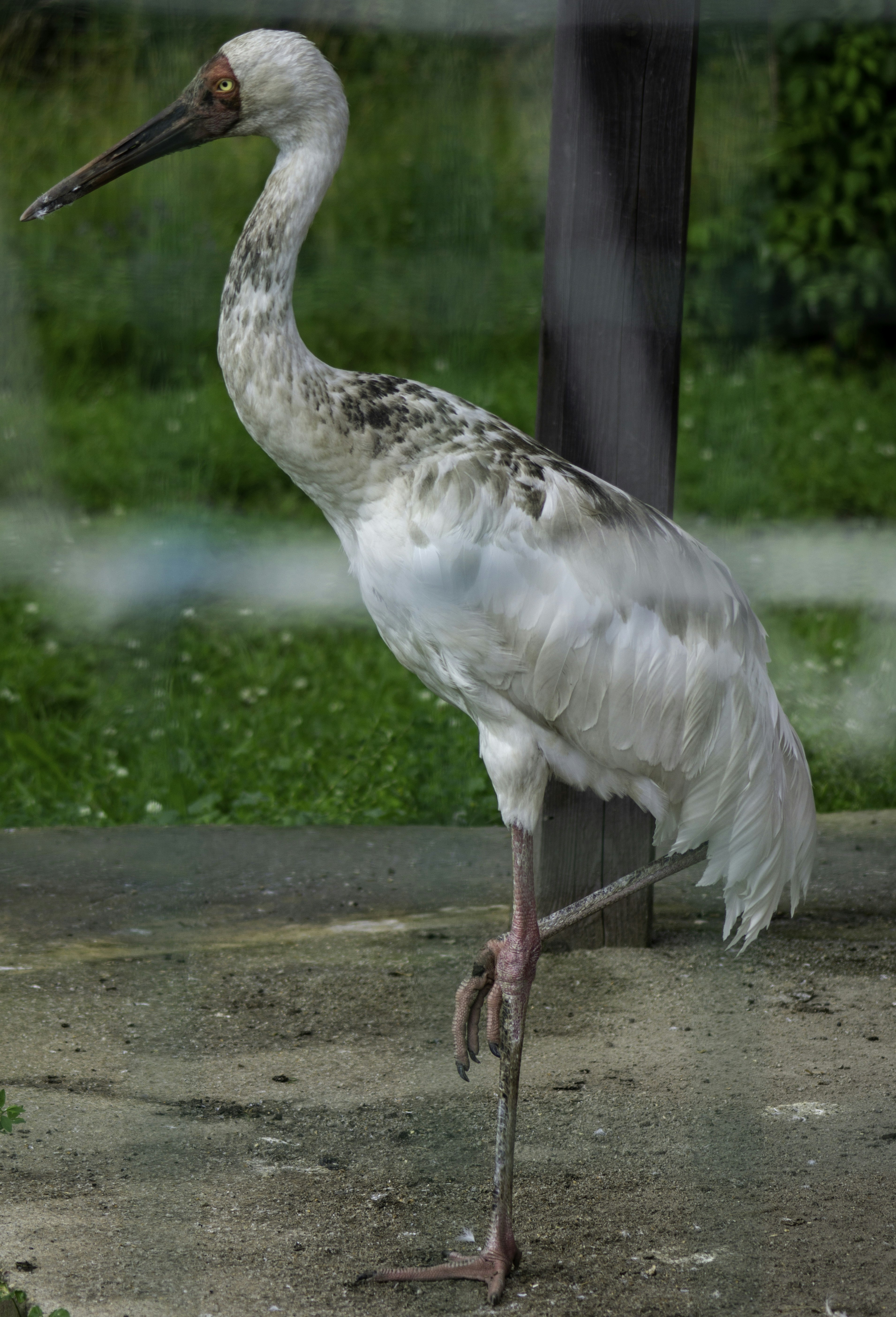 Photo by Alex Devera with Sony Alpha SLT-A65