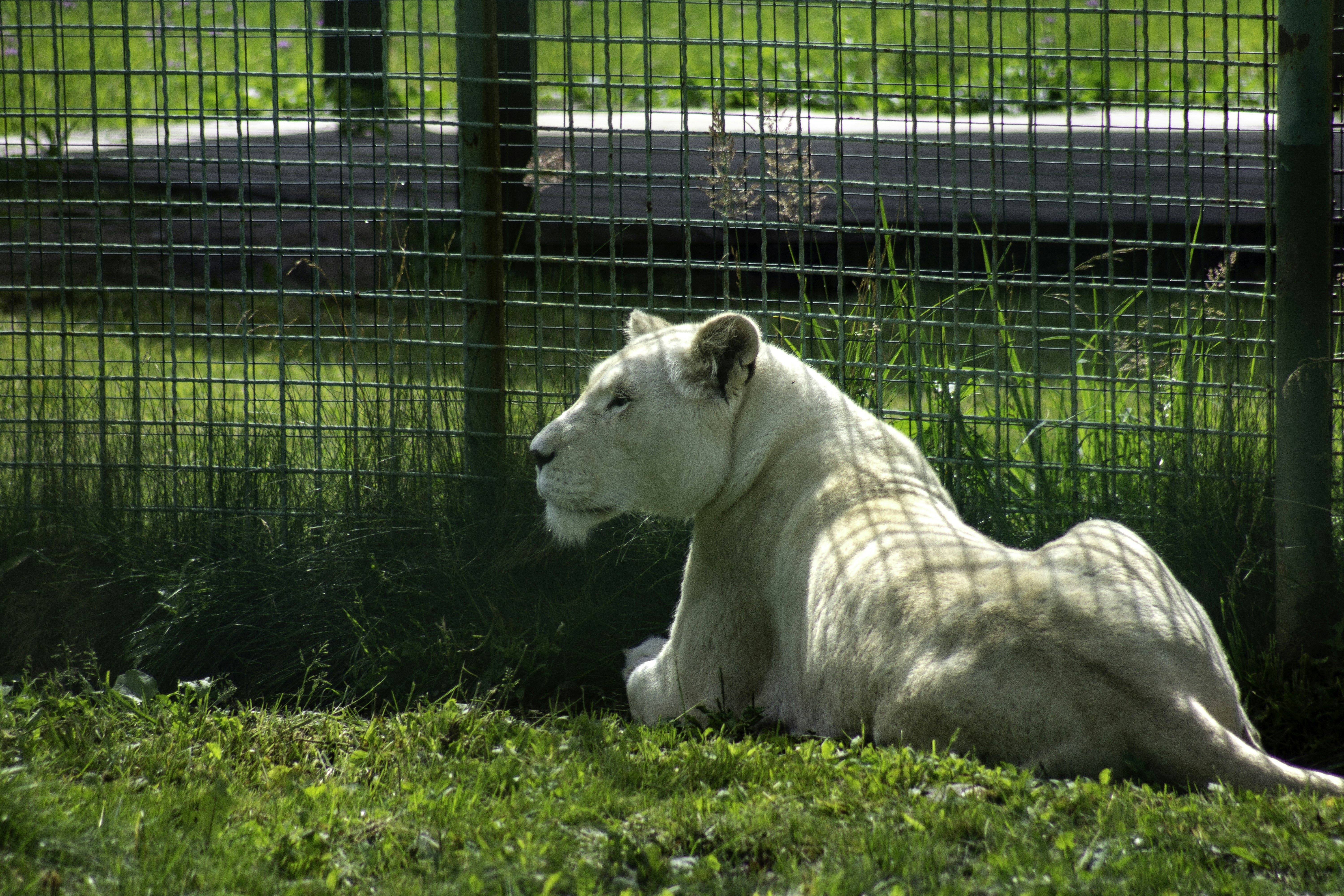 A white lioness lounges on sunlit grass inside a chain-link enclosure, light filtering through the mesh onto her fur.