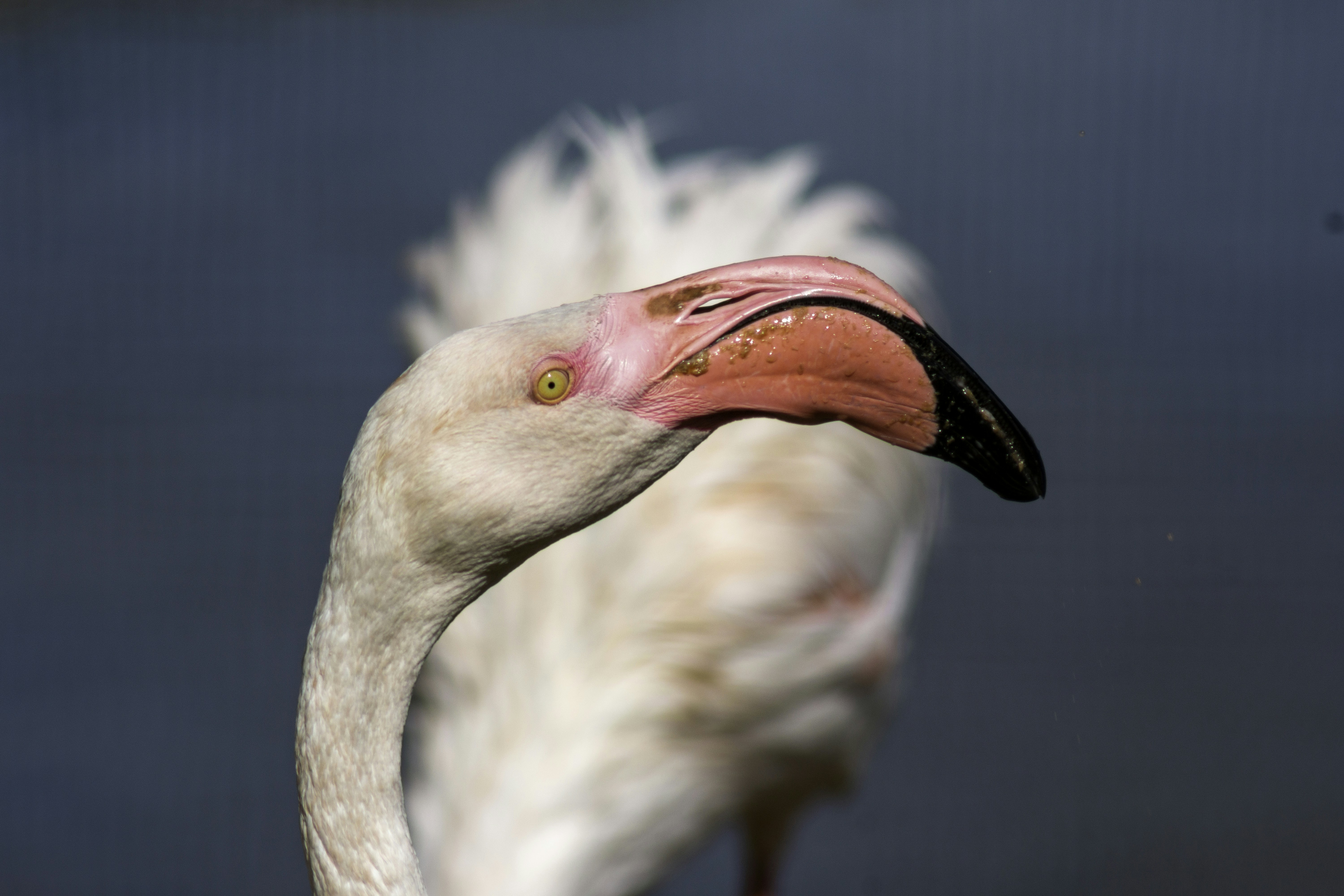 Photo by Alex Devera with Sony Alpha SLT-A65