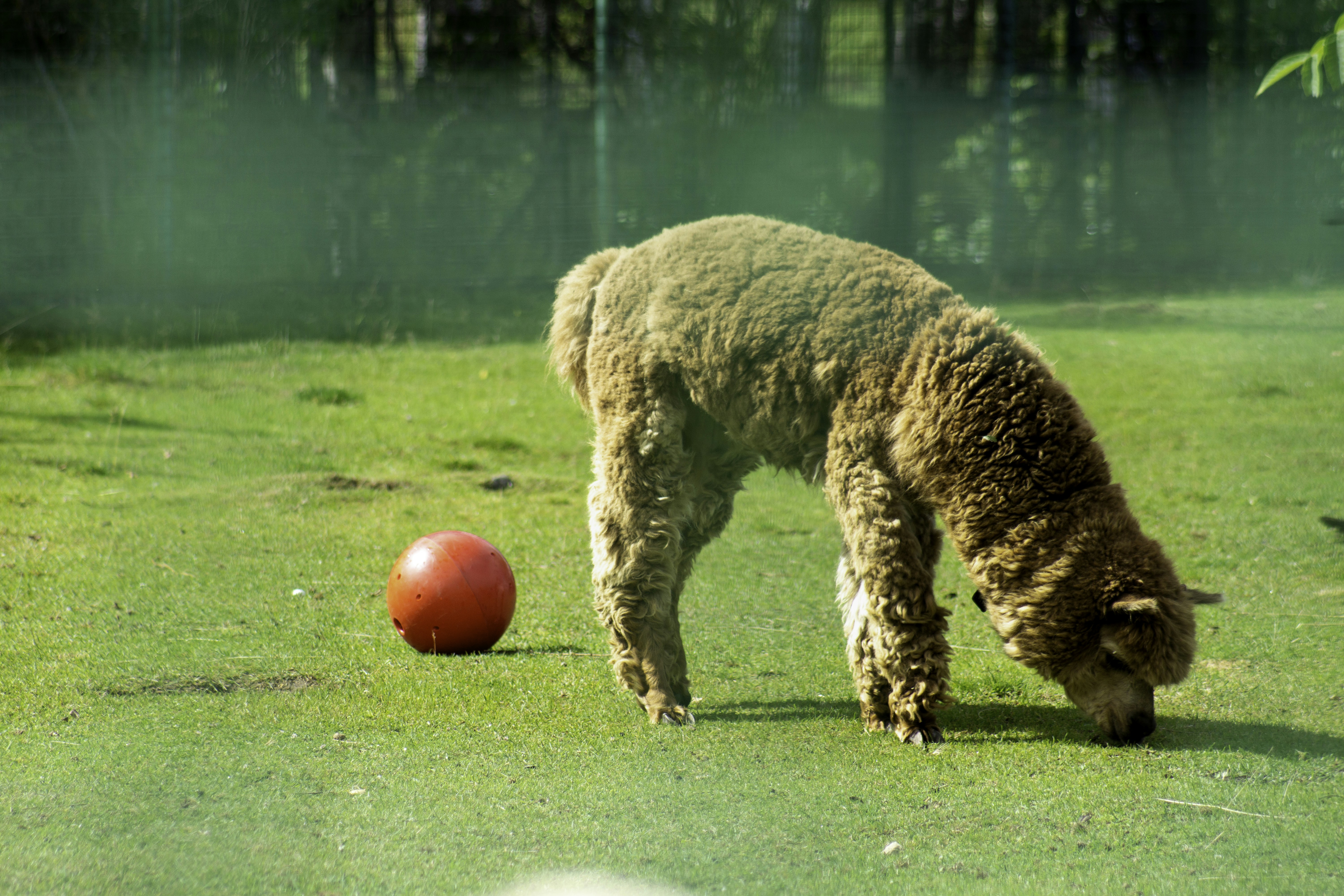 Photo by Alex Devera with Sony Alpha SLT-A65