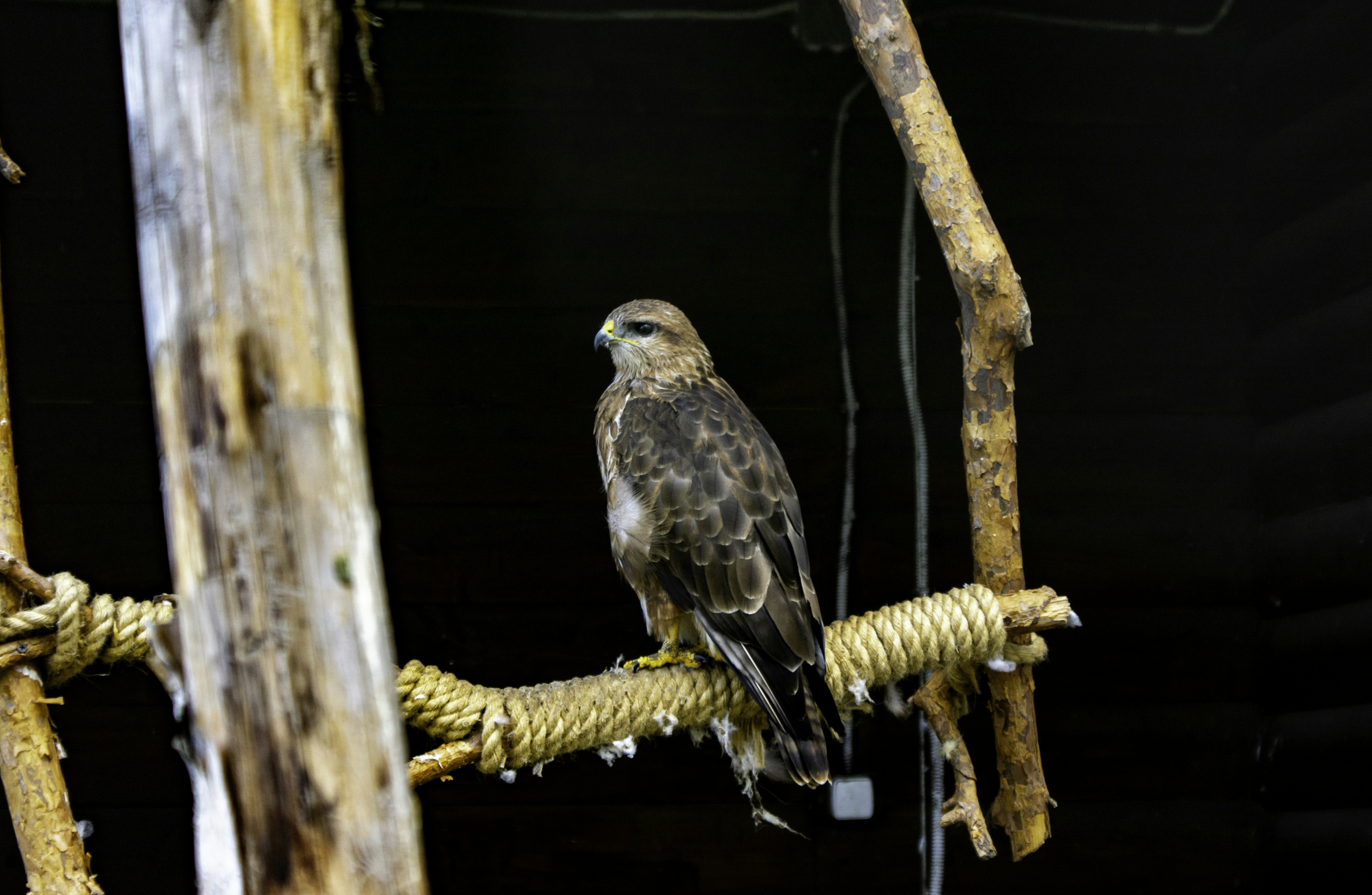 Hawk perched on a rope-wrapped branch, surrounded by dim wooden beams.