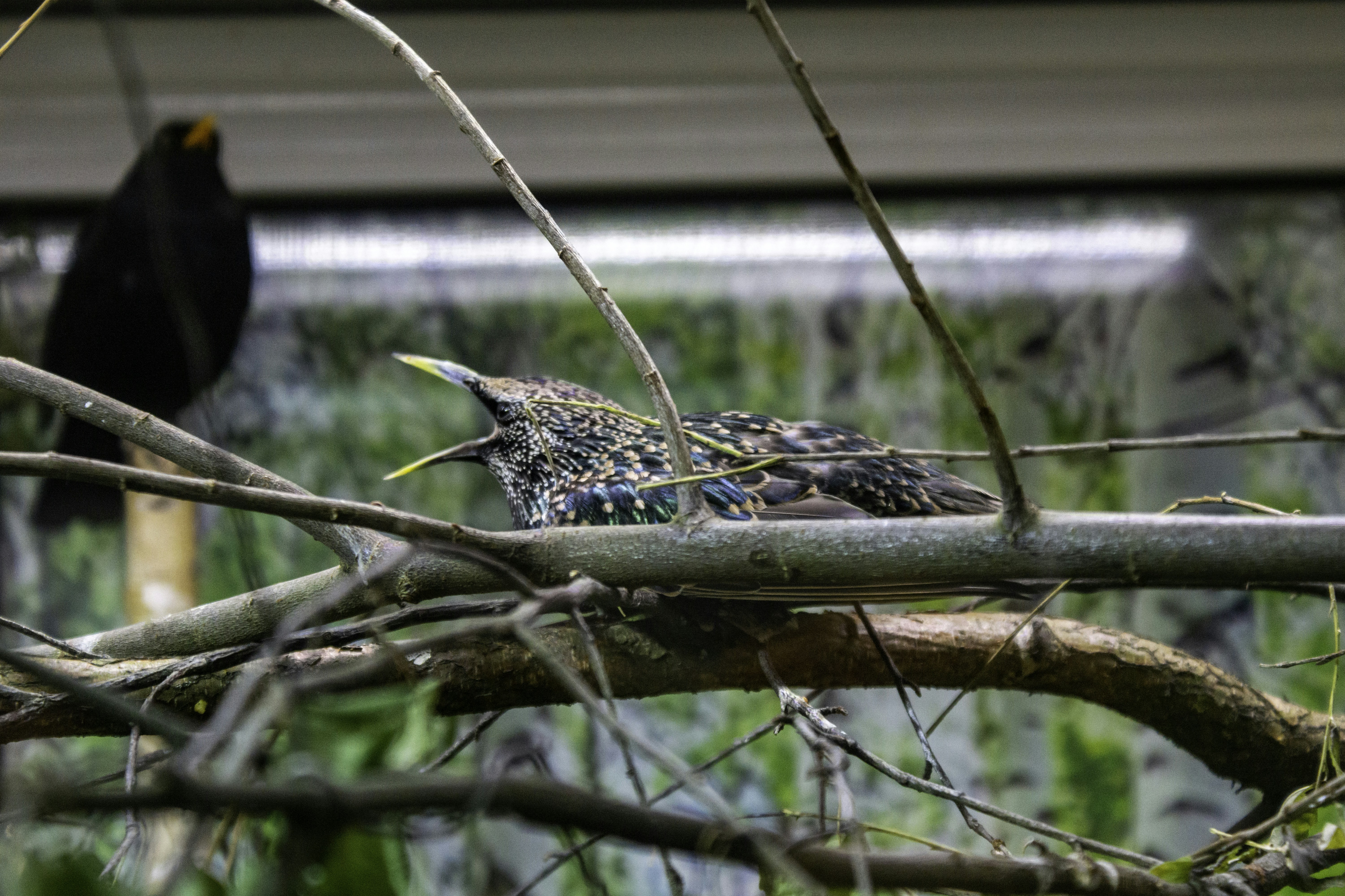 Bird with speckled plumage perched among leafless branches, beak open as it calls.