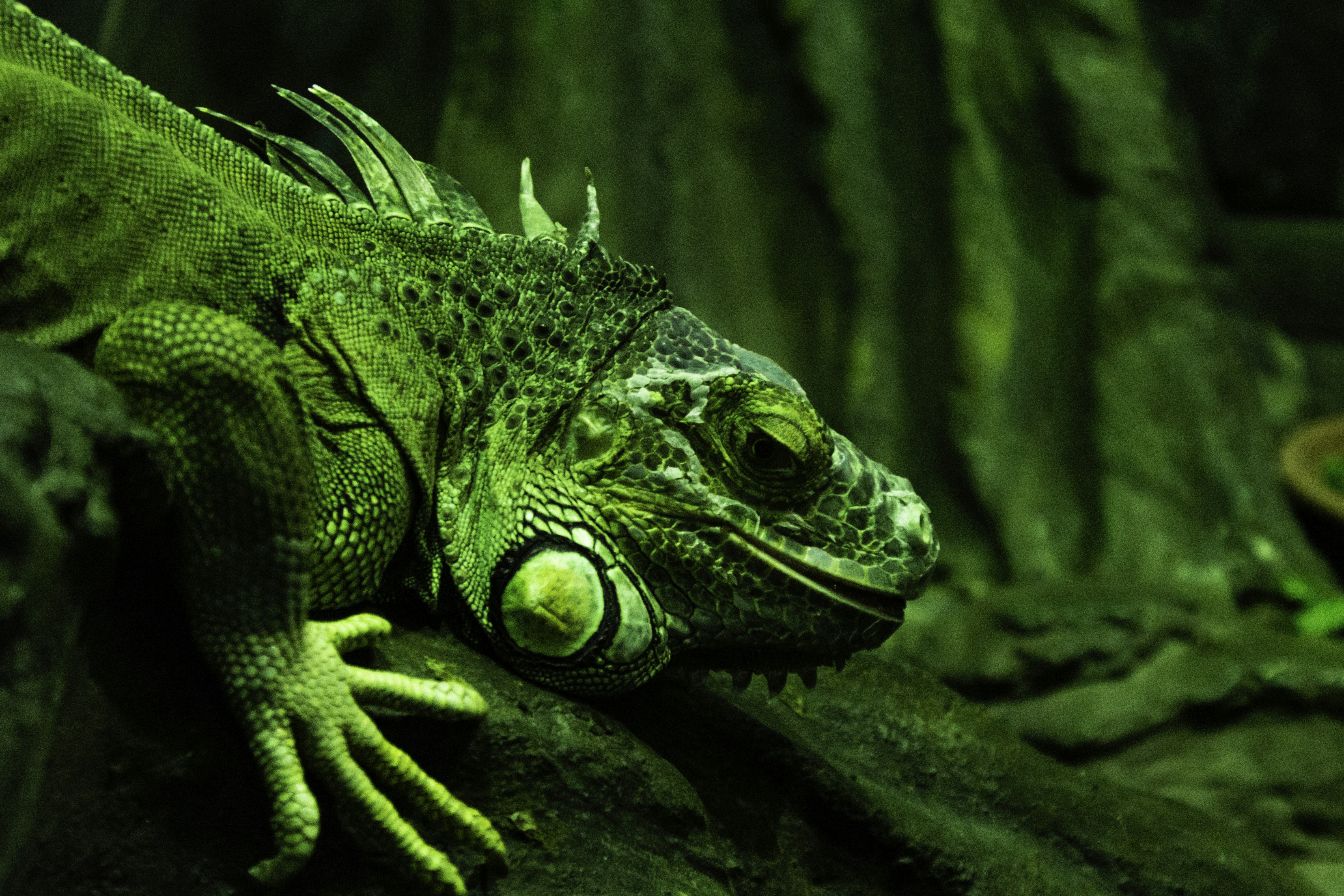 Photo by Alex Devera with Sony Alpha SLT-A65