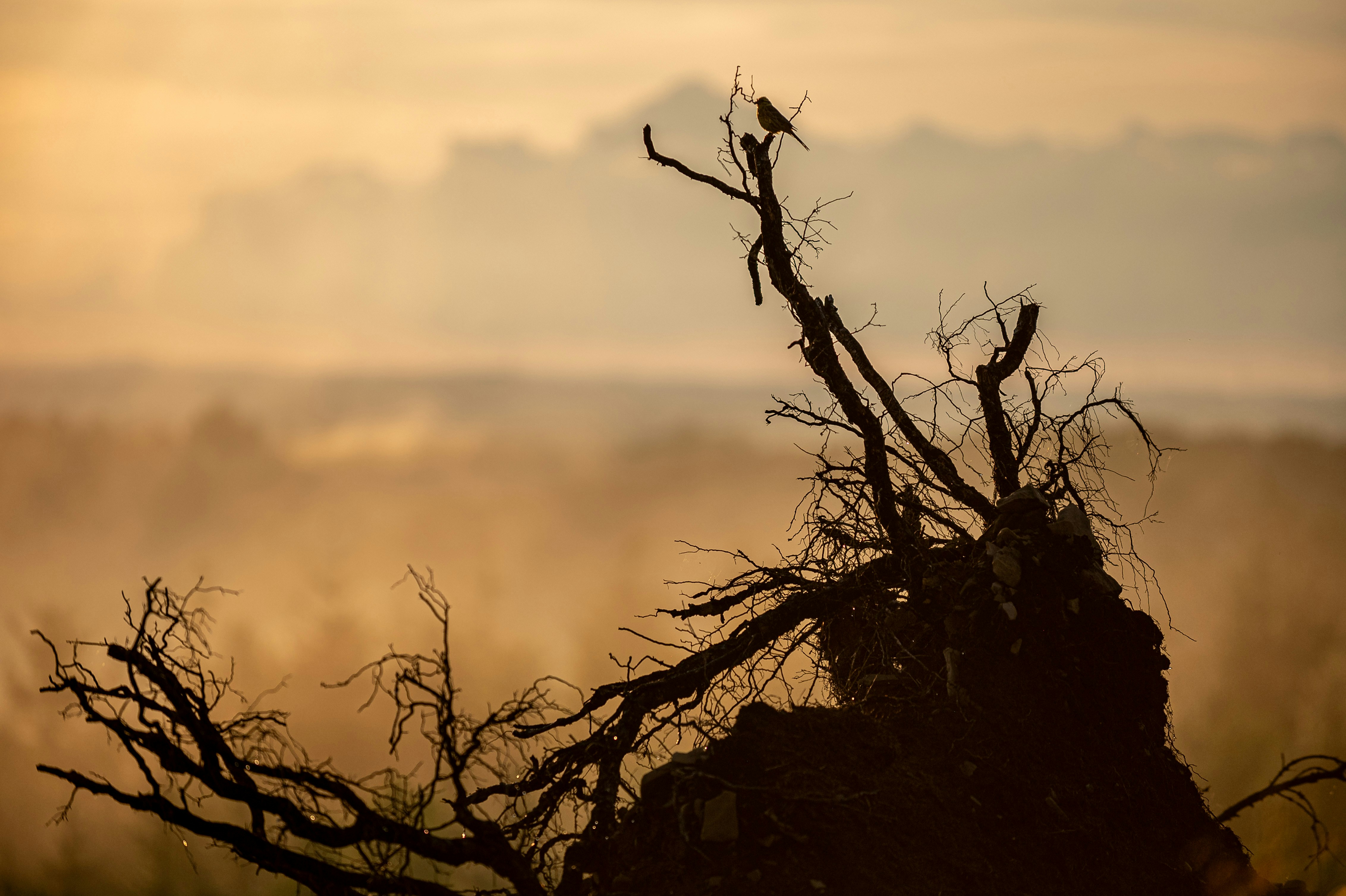 Silhouette Sentinel: A Weathered Branch Against a Distant Dawn