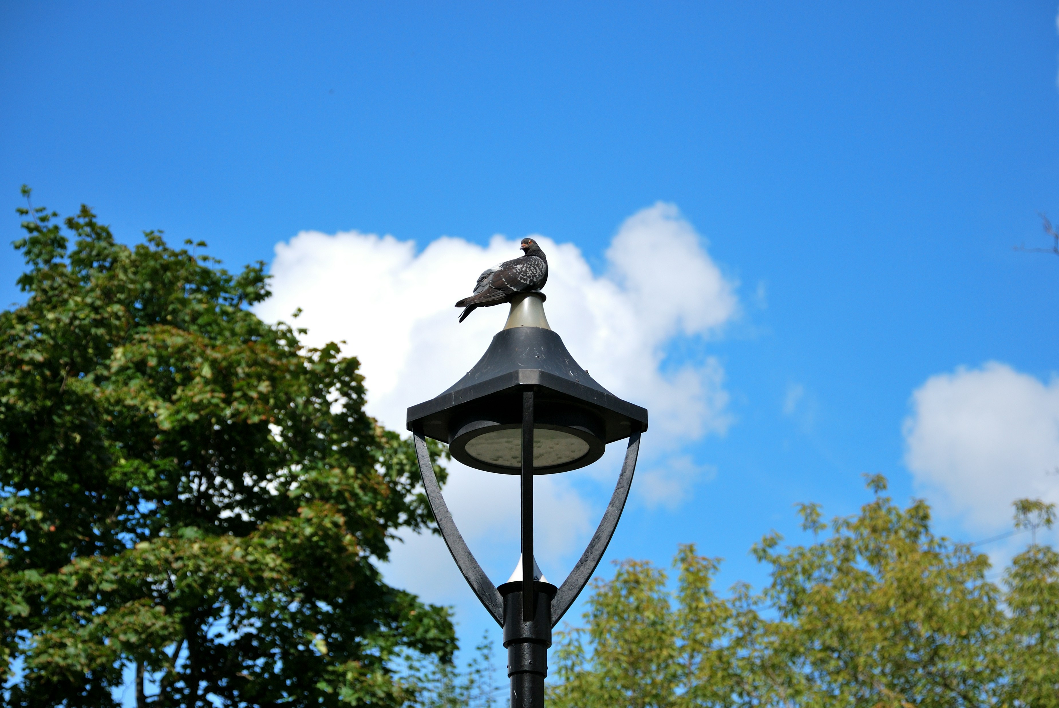 Perched Lantern Sentinel: A Pigeon Under a Clear Park Sky