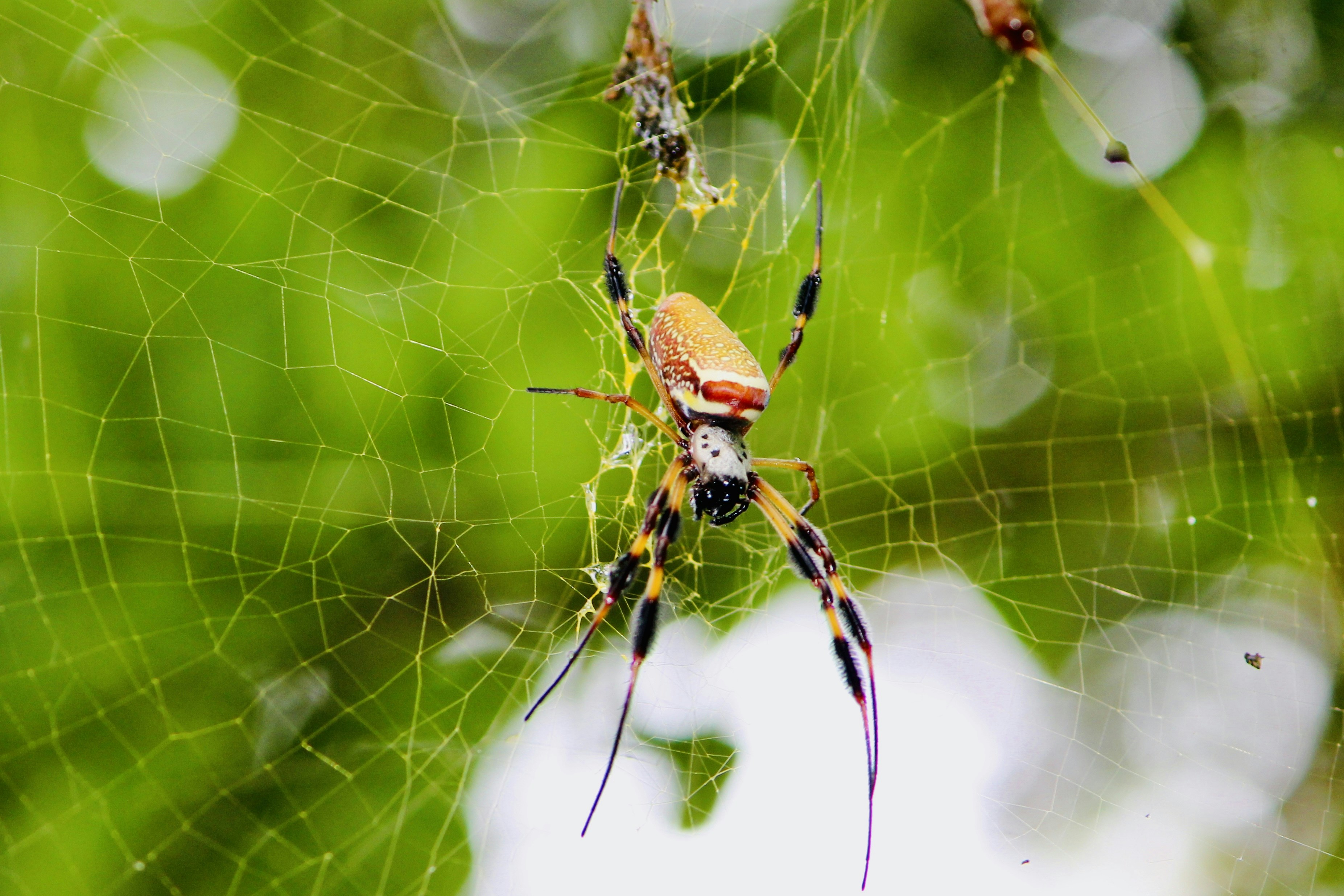 Spiders of the Amazon Rainforest: Fierce and Fascinating - Animals ...
