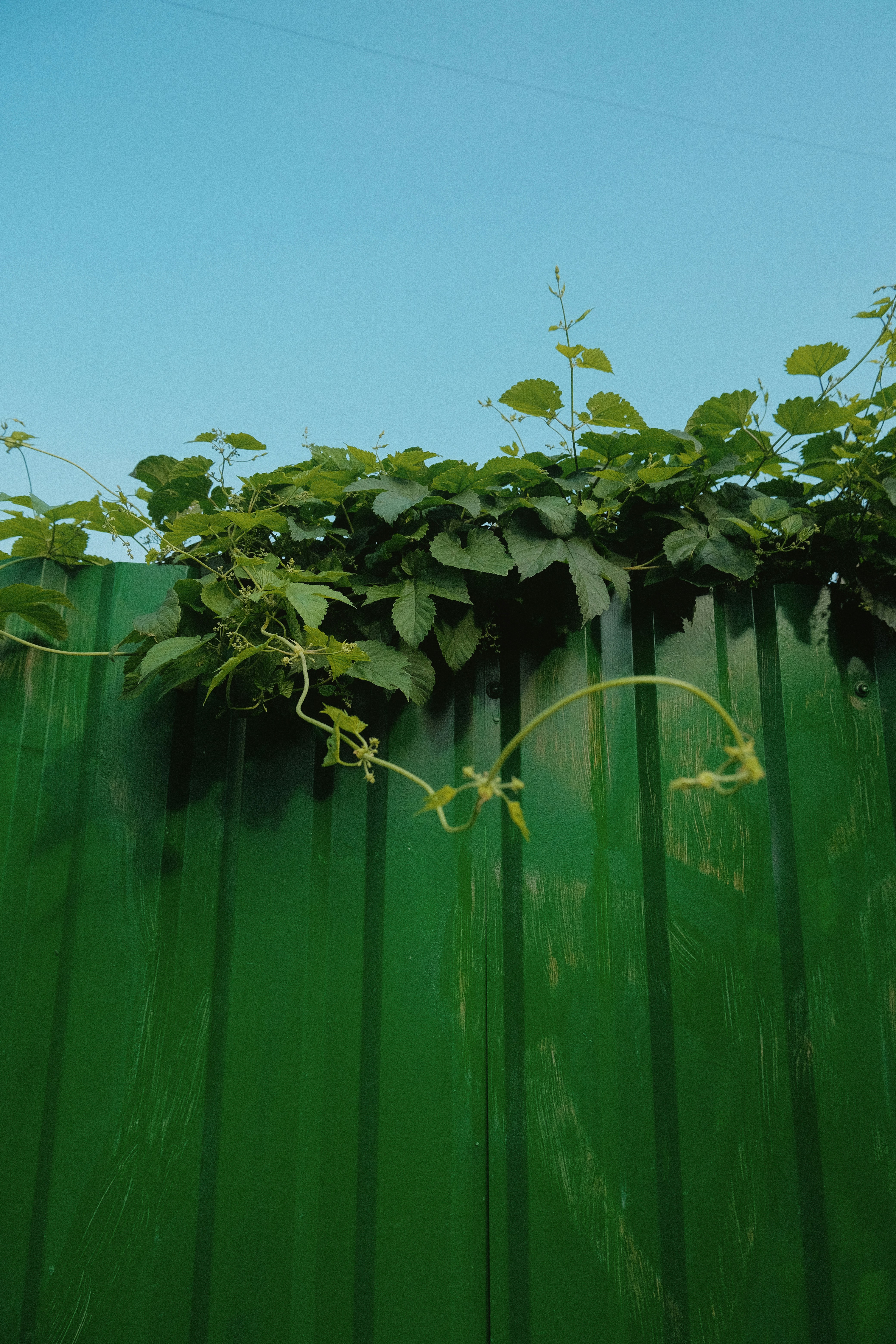 Vines Over a Green Gate Under a Clear Sky