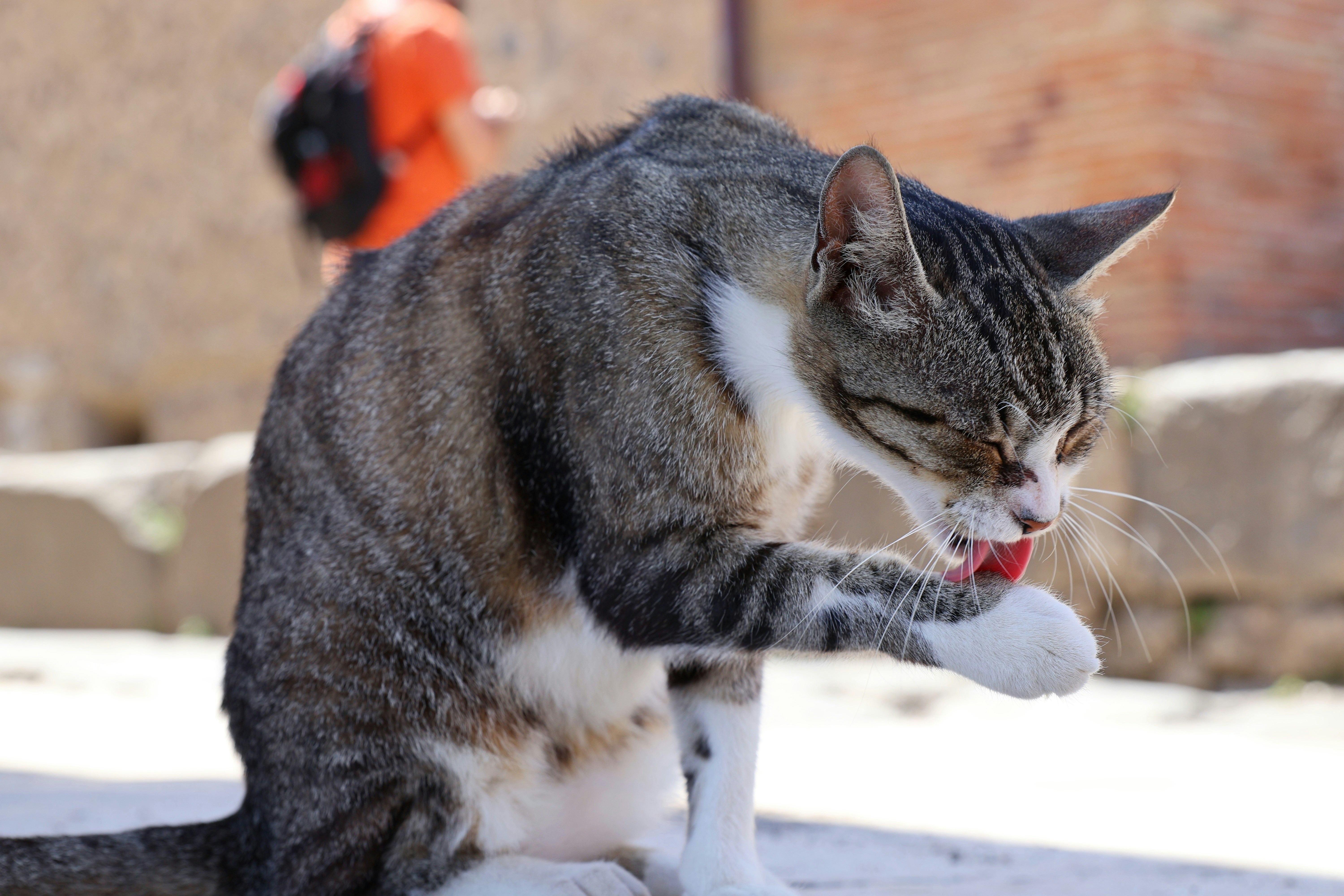 Photo by Jack McCracken with Canon EOS R10