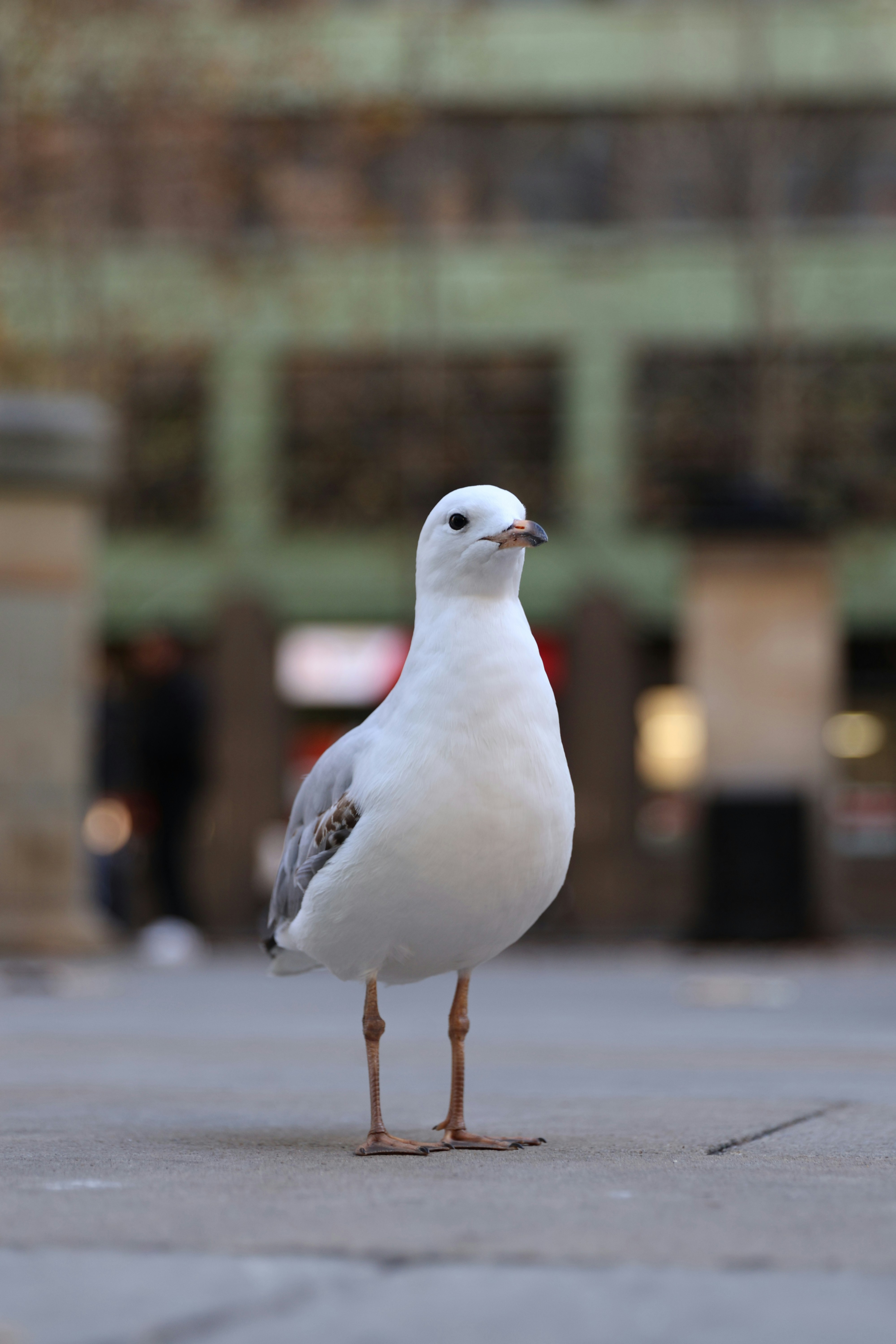 Urban Gull on the Paved Stage: A Quiet Portrait in a City Square