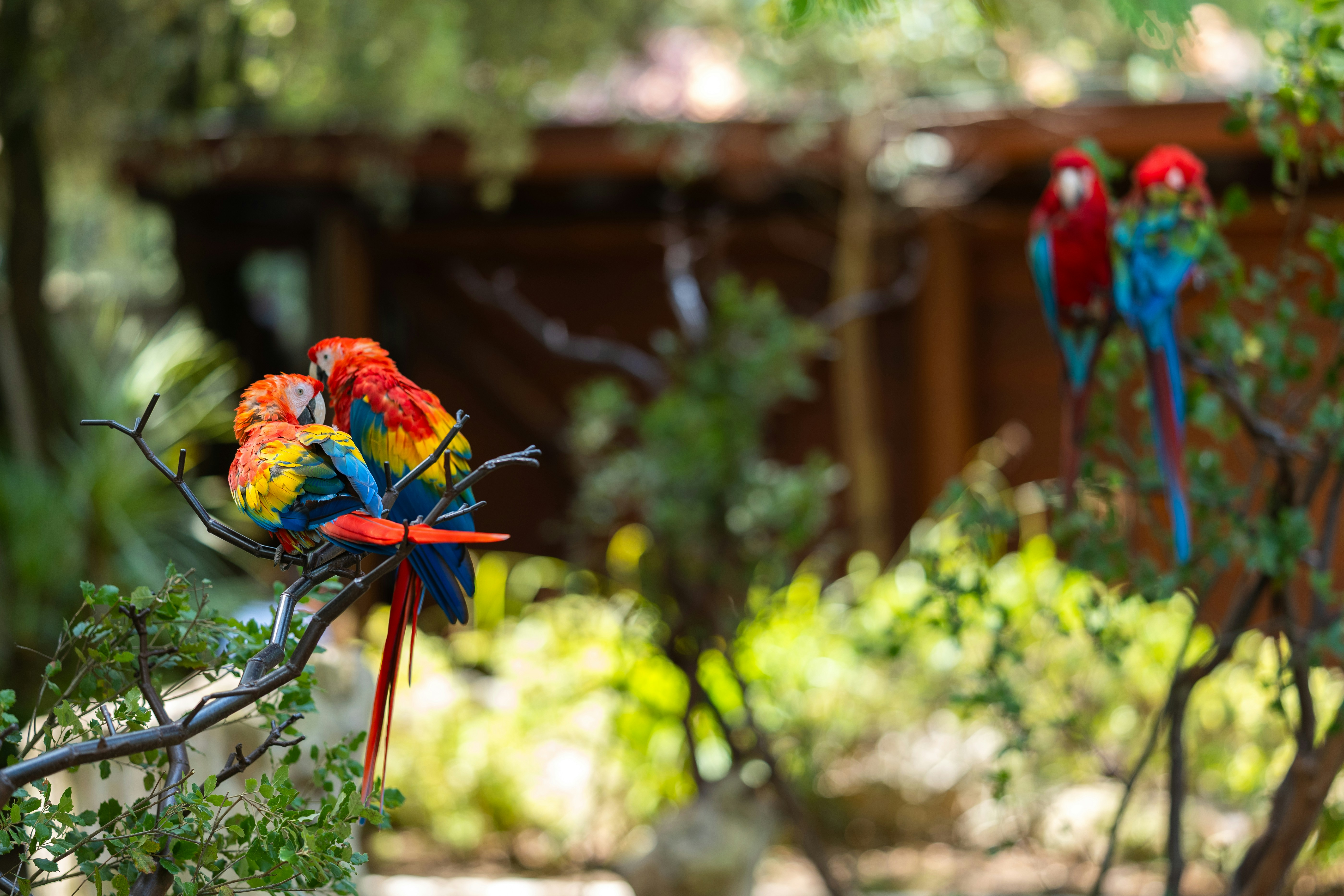 A group of colorful birds sitting on top of a tree photo – Free Avenue ...