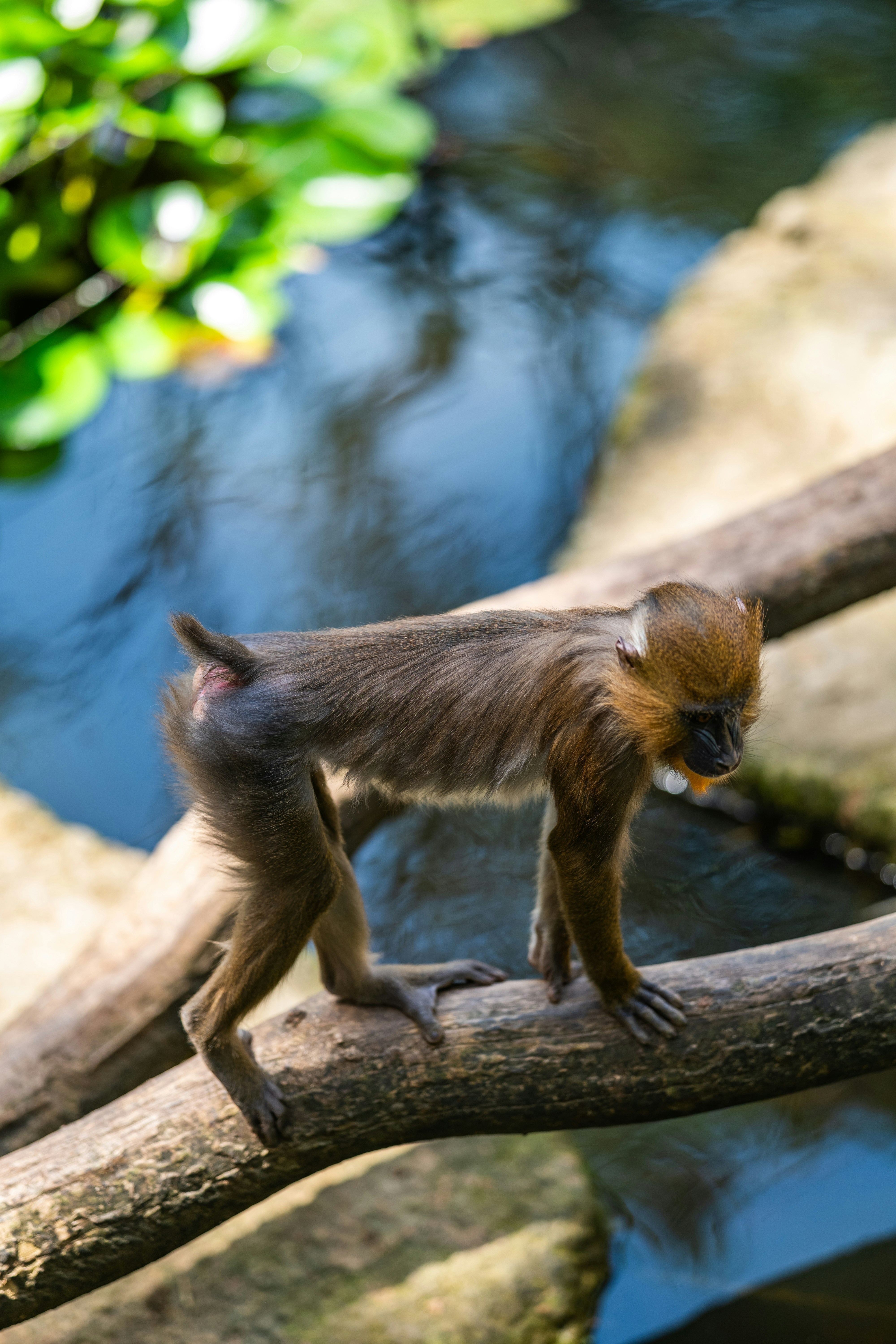Balancing on a River Log: A Brown Monkey Surveying its Quiet Pool
