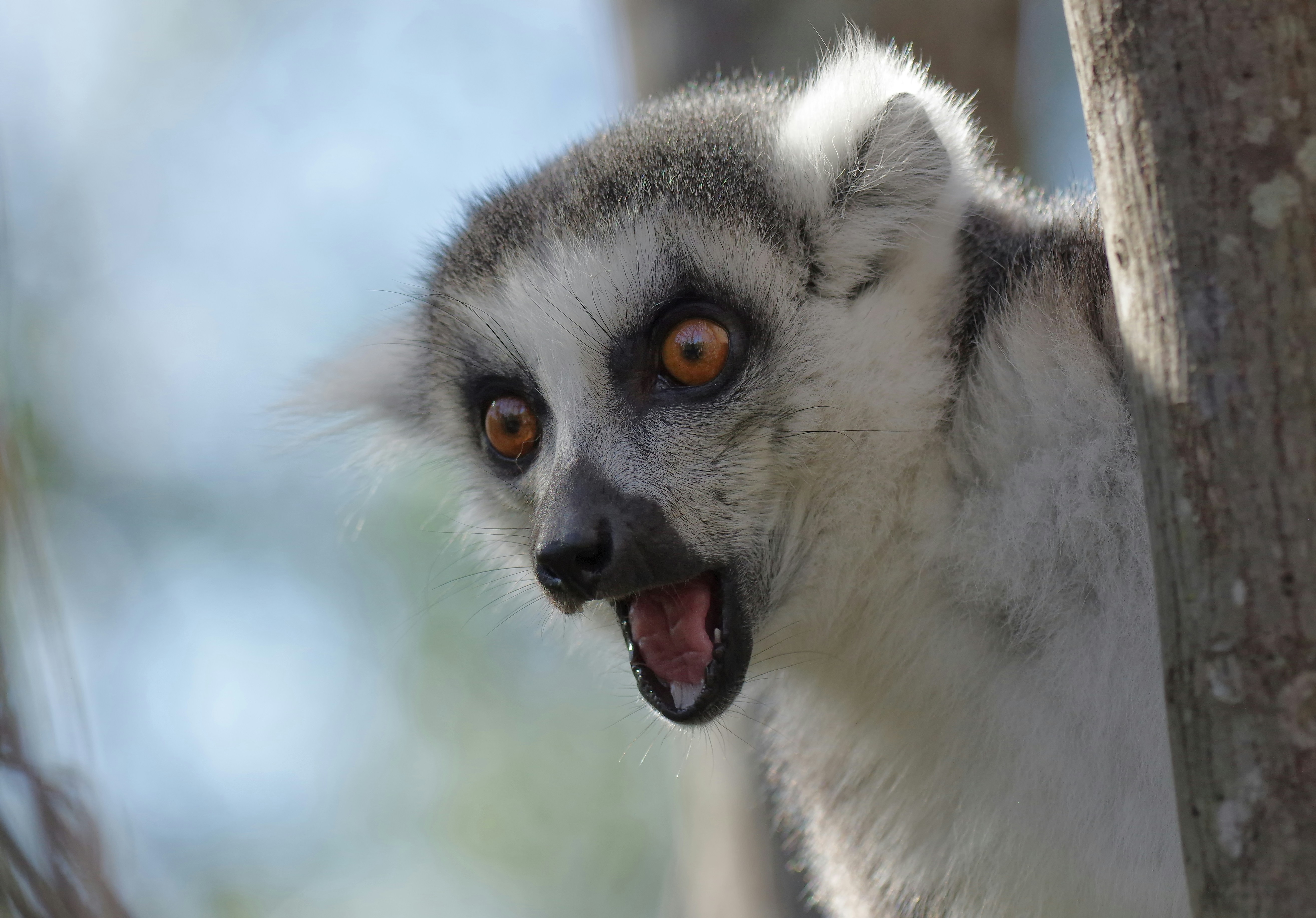 Lemur peering from behind a tree with bright orange eyes and an open mouth.